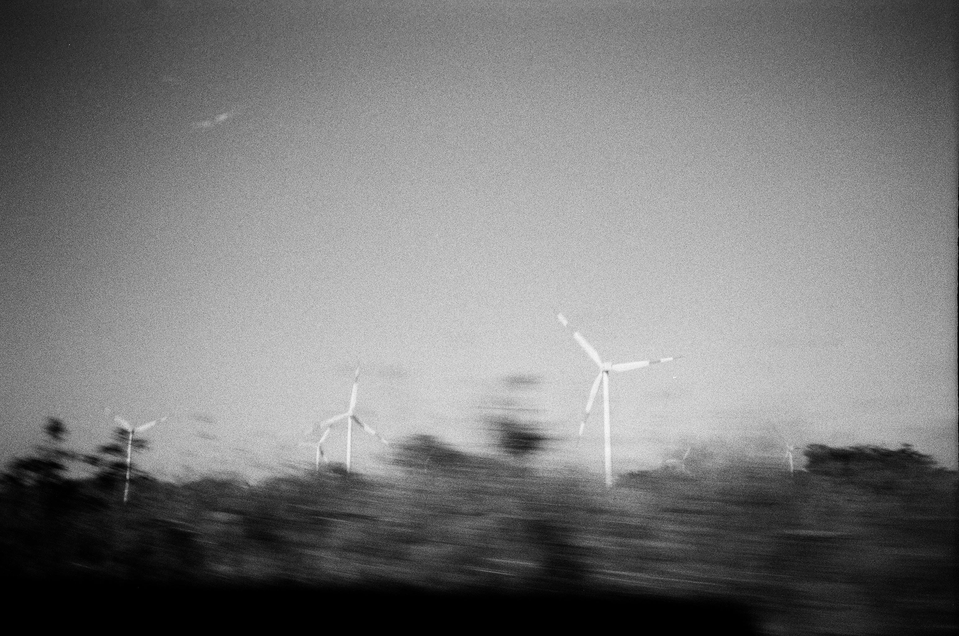 Jeju Wind Bent Trees Photos, Download The BEST Free Jeju Wind Bent ...