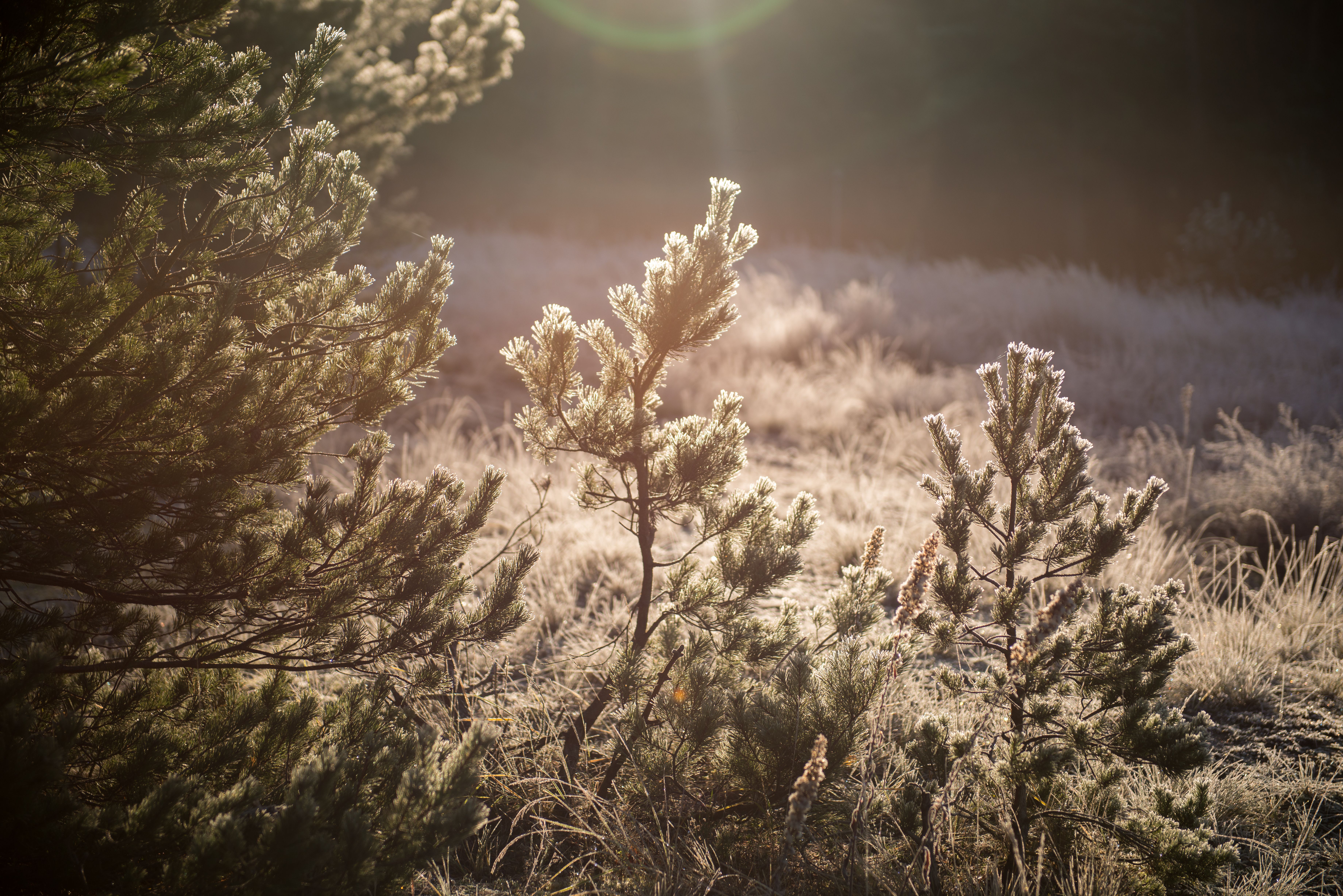 Close Up Photo of Small Pine Trees · Free Stock Photo