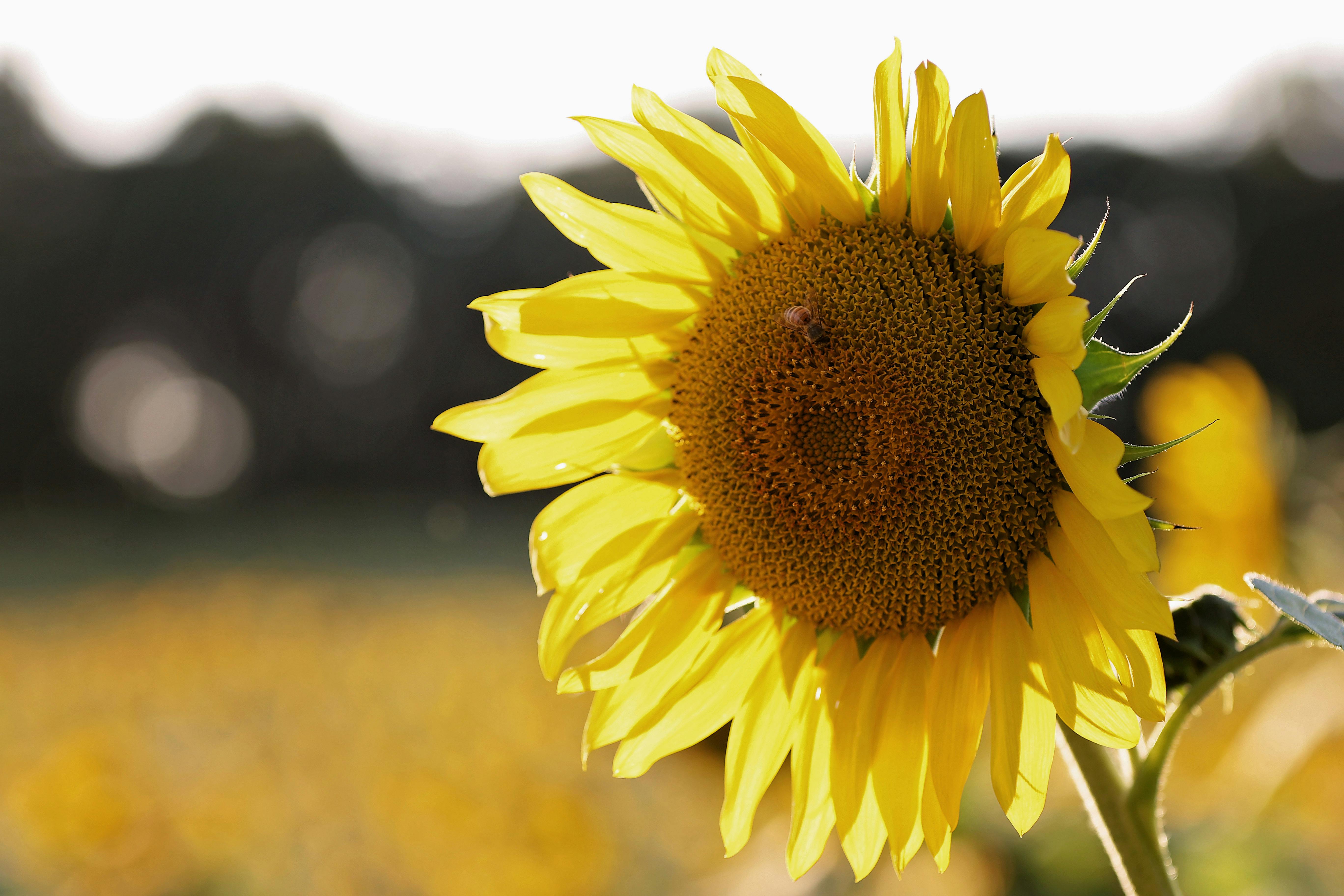 Shallow Focus Photography of Sunflower With Bee · Free Stock Photo