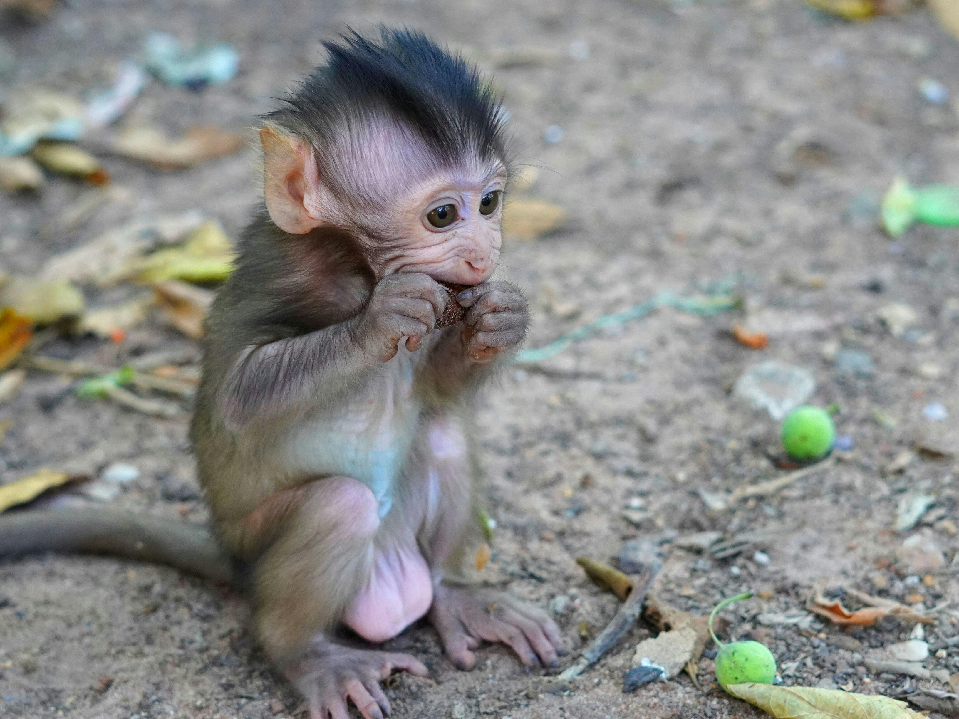 Really Cute Baby Monkeys