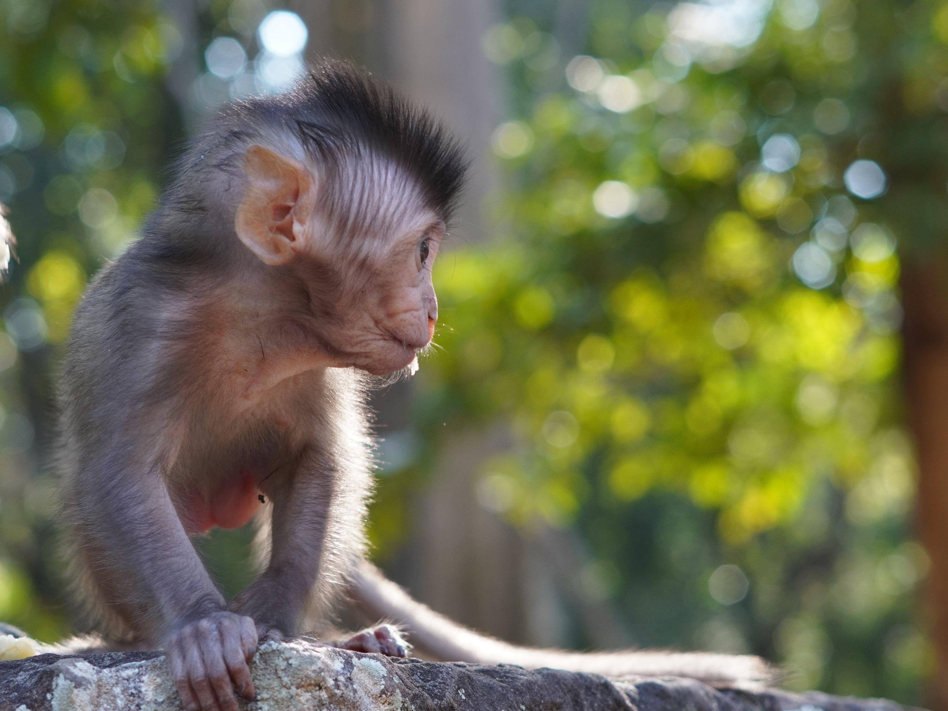Cute Baby Monkeys · Free Stock Photo