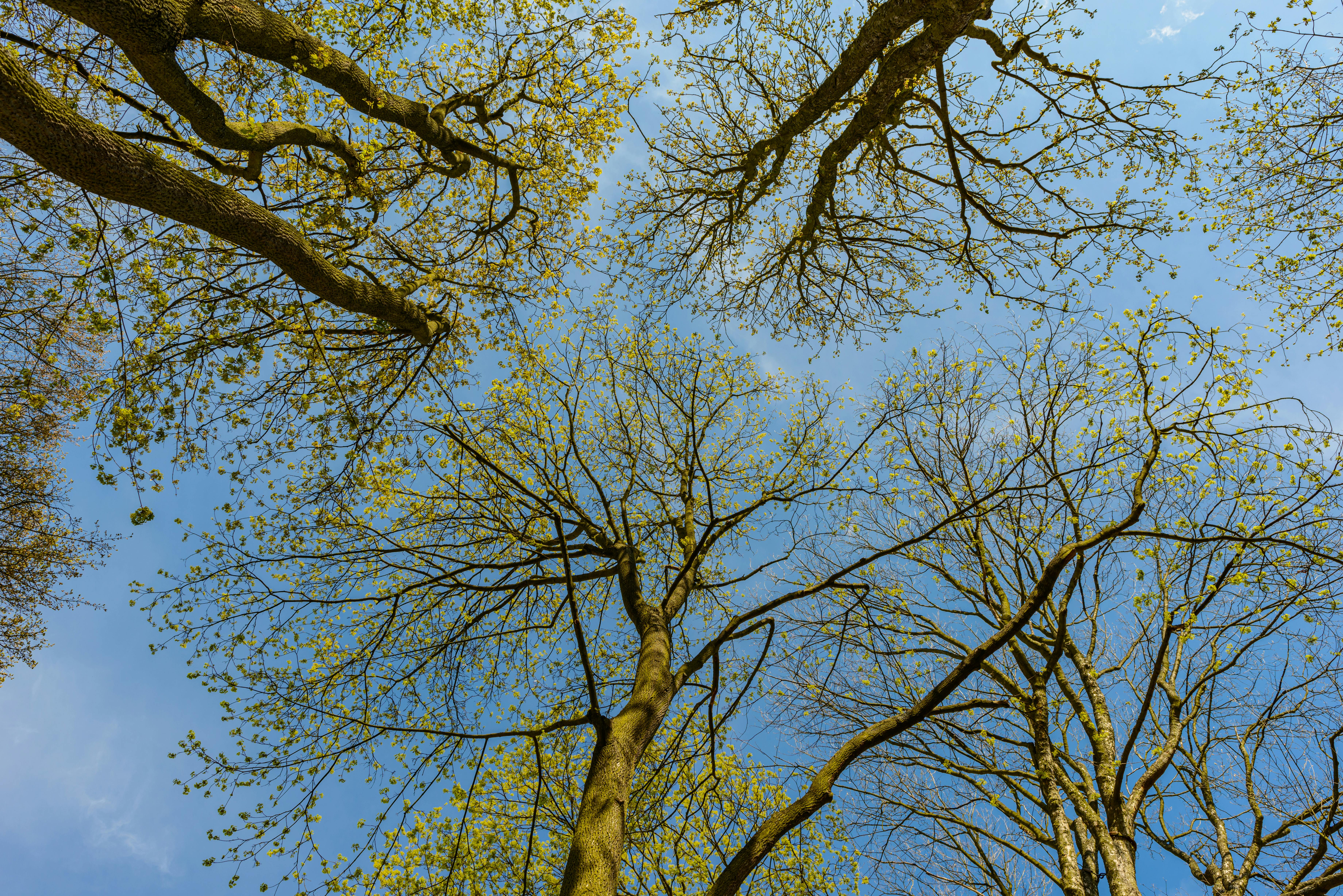 Low-Angle Shot of Tall Trees with Branches · Free Stock Photo