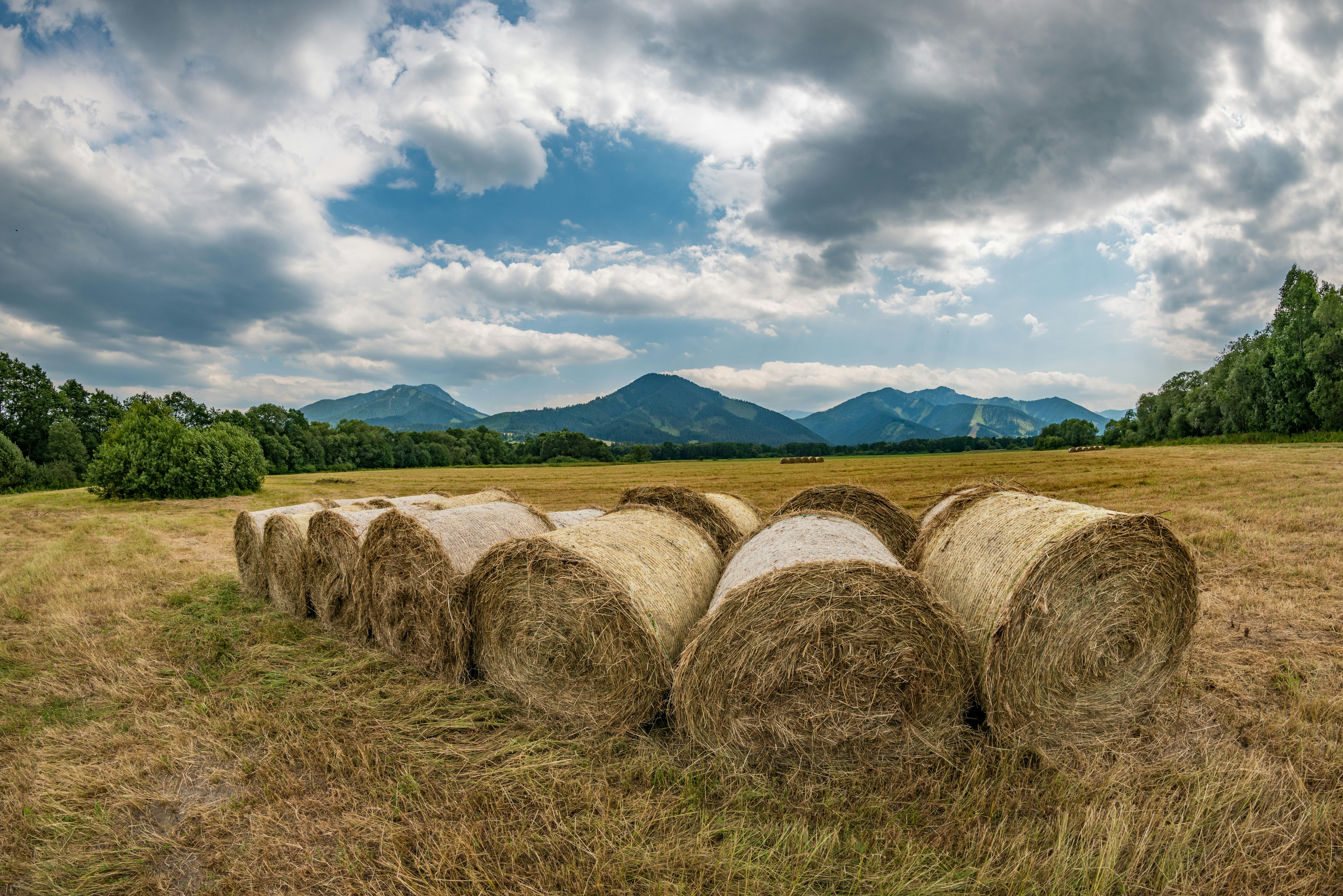 Field with Hay Bales · Free Stock Photo