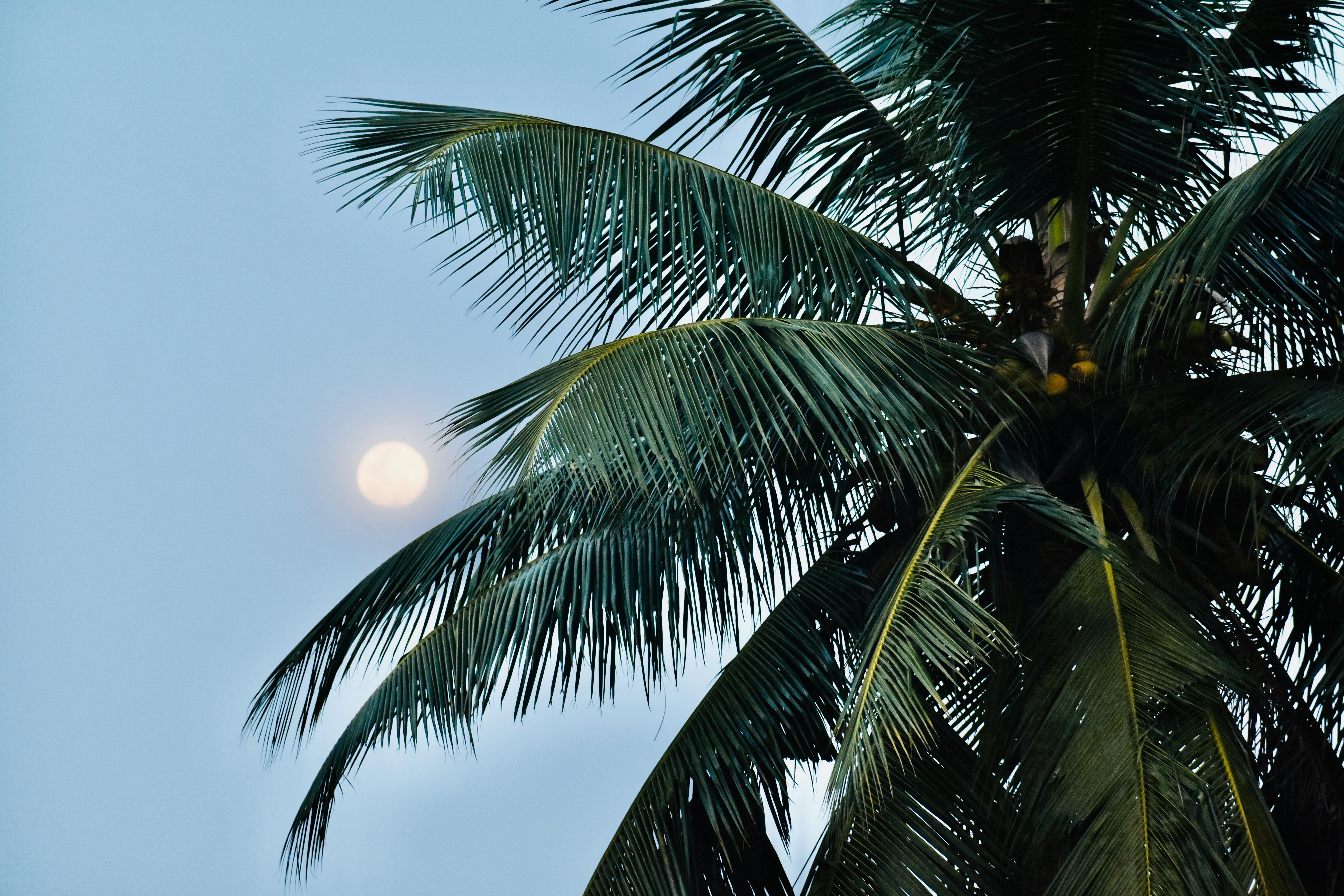 A Coconut Tree Under The Moon on a Blue Sky · Free Stock Photo