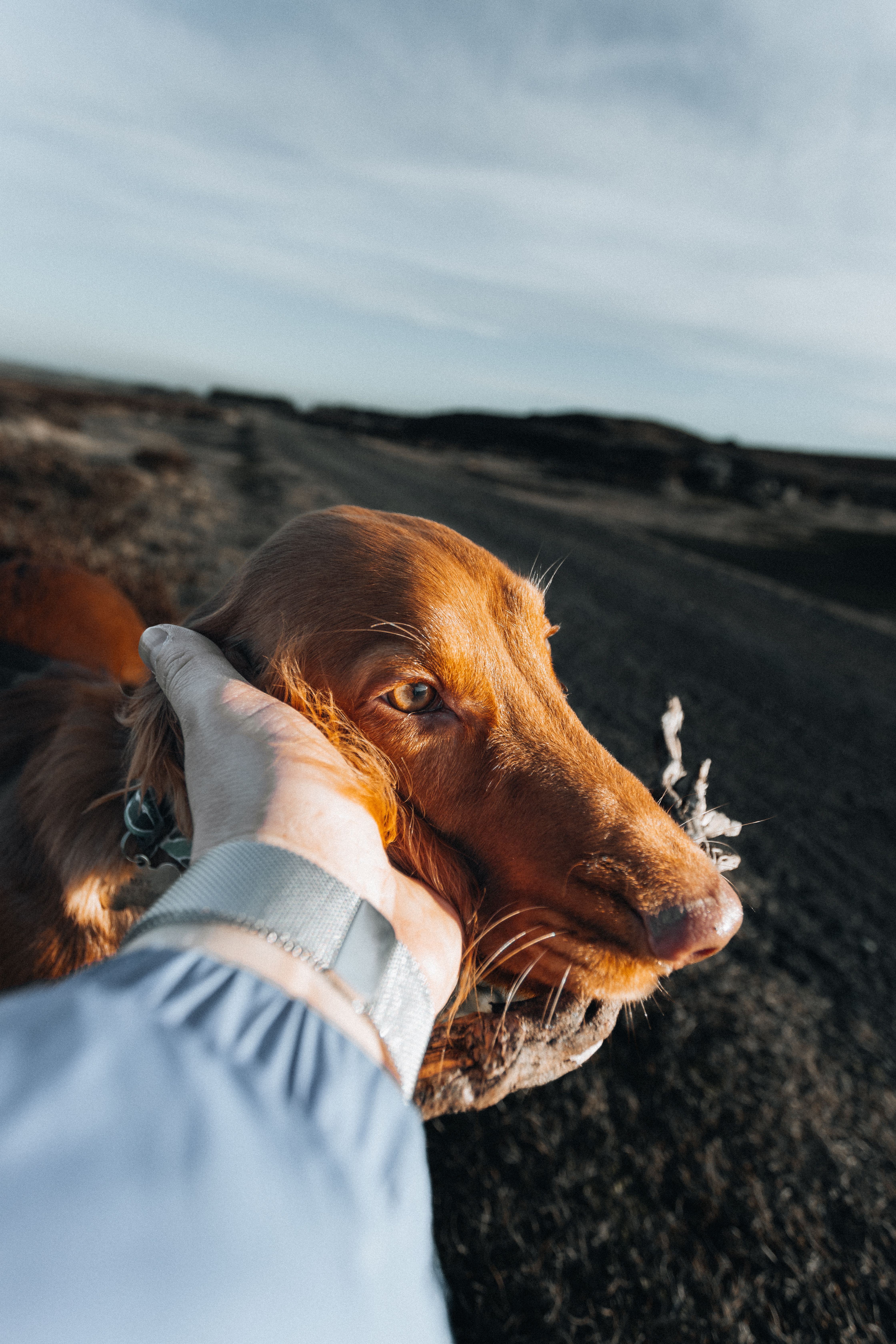 Person Holding a Dog · Free Stock Photo