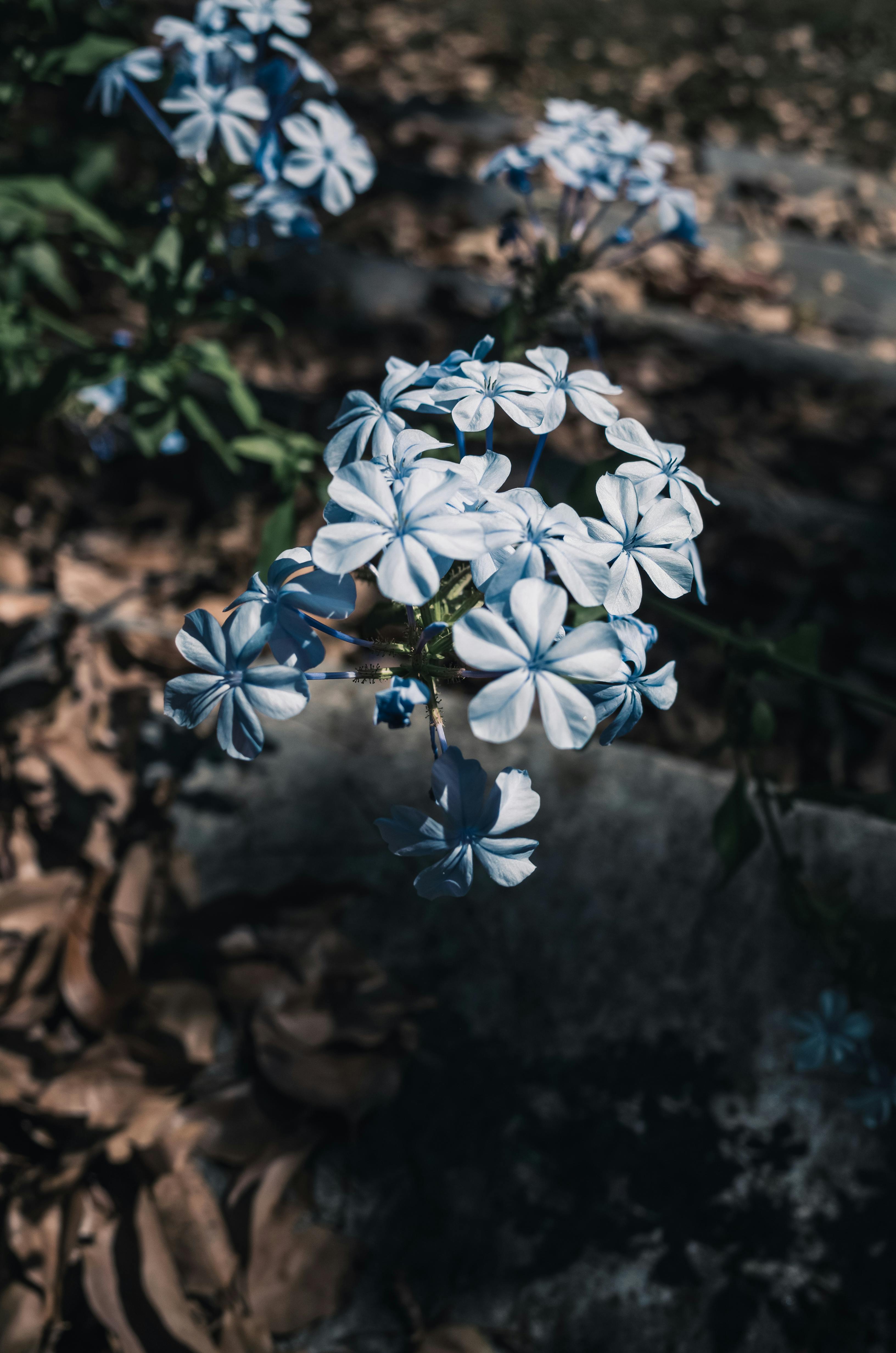 Plumbago Crucible Photos, Download Free Plumbago Crucible Stock Photos ...