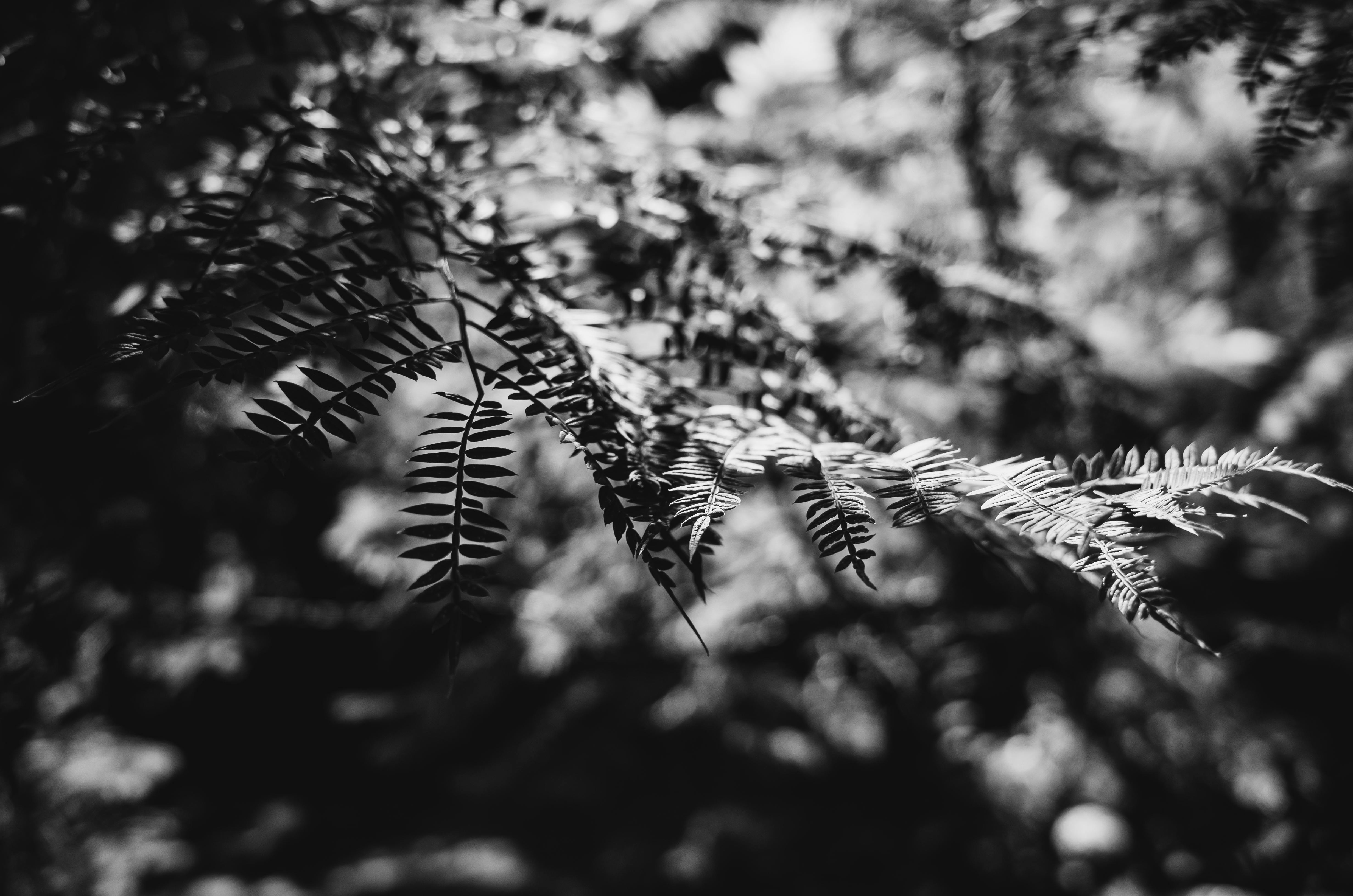 Grayscale Photography of Plant Leaves · Free Stock Photo