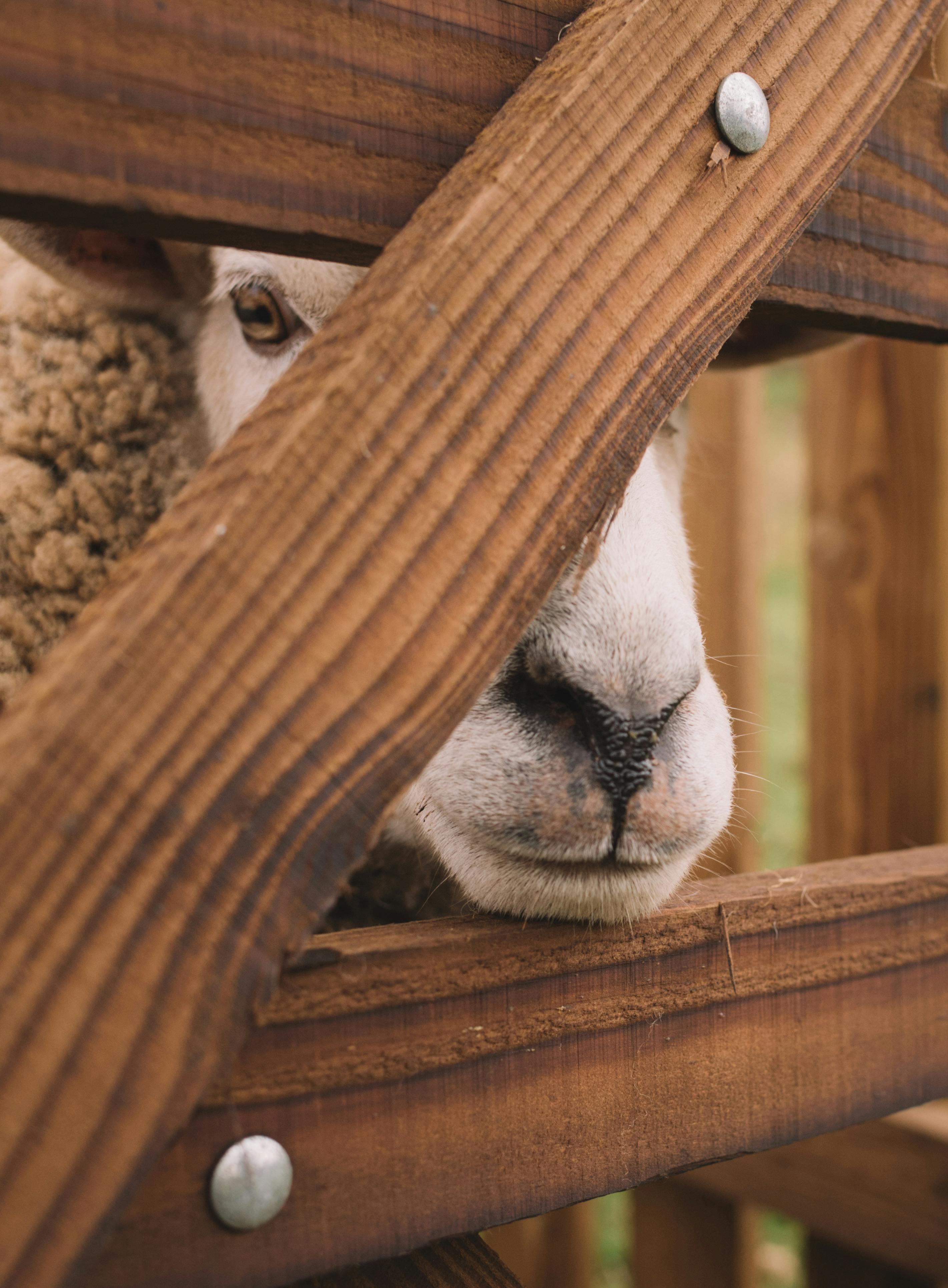 Sheep Behind Wooden Fence · Free Stock Photo