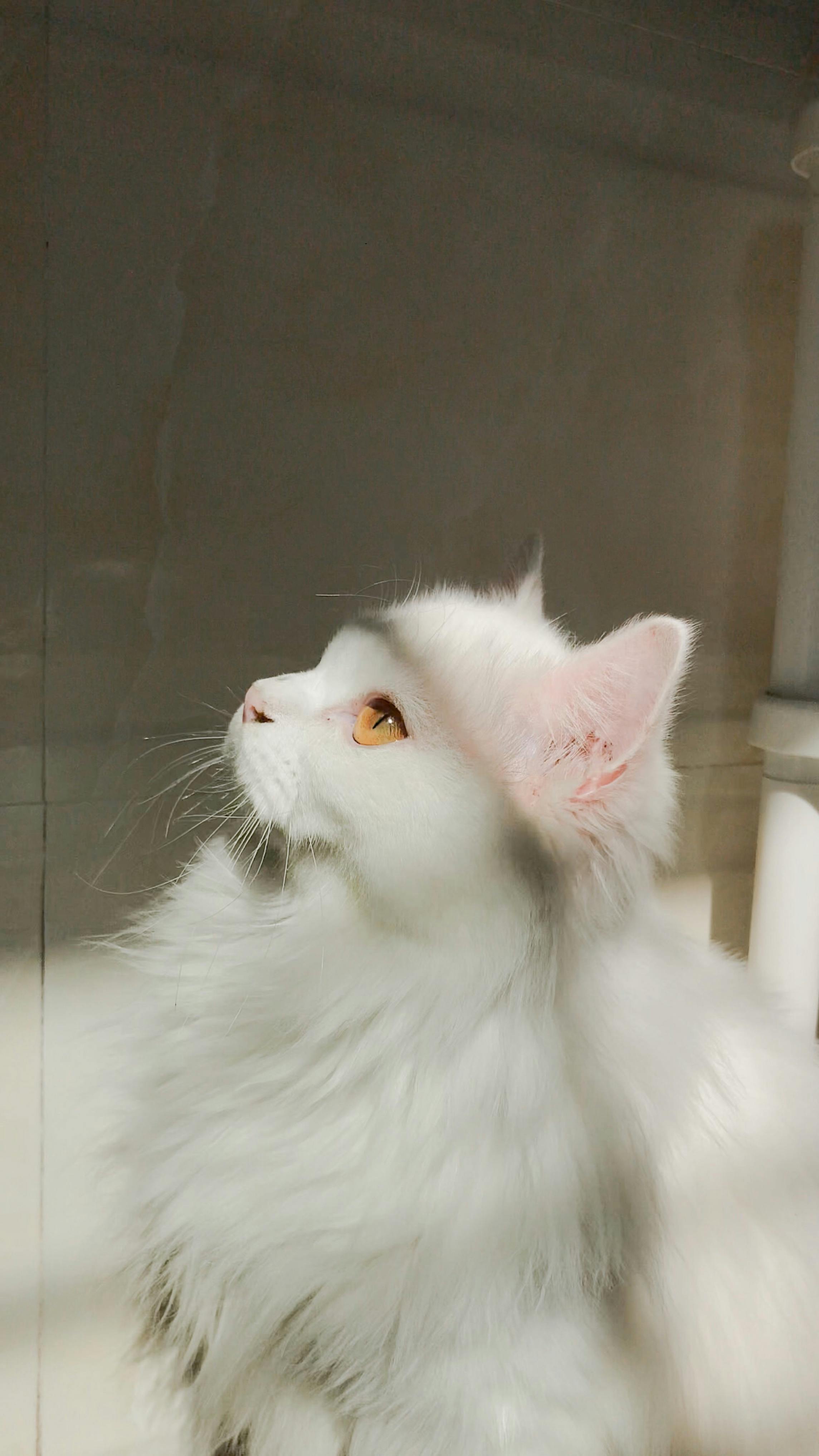 Side Eye Cat Photos, Download The BEST Free Side Eye Cat Stock Photos ...