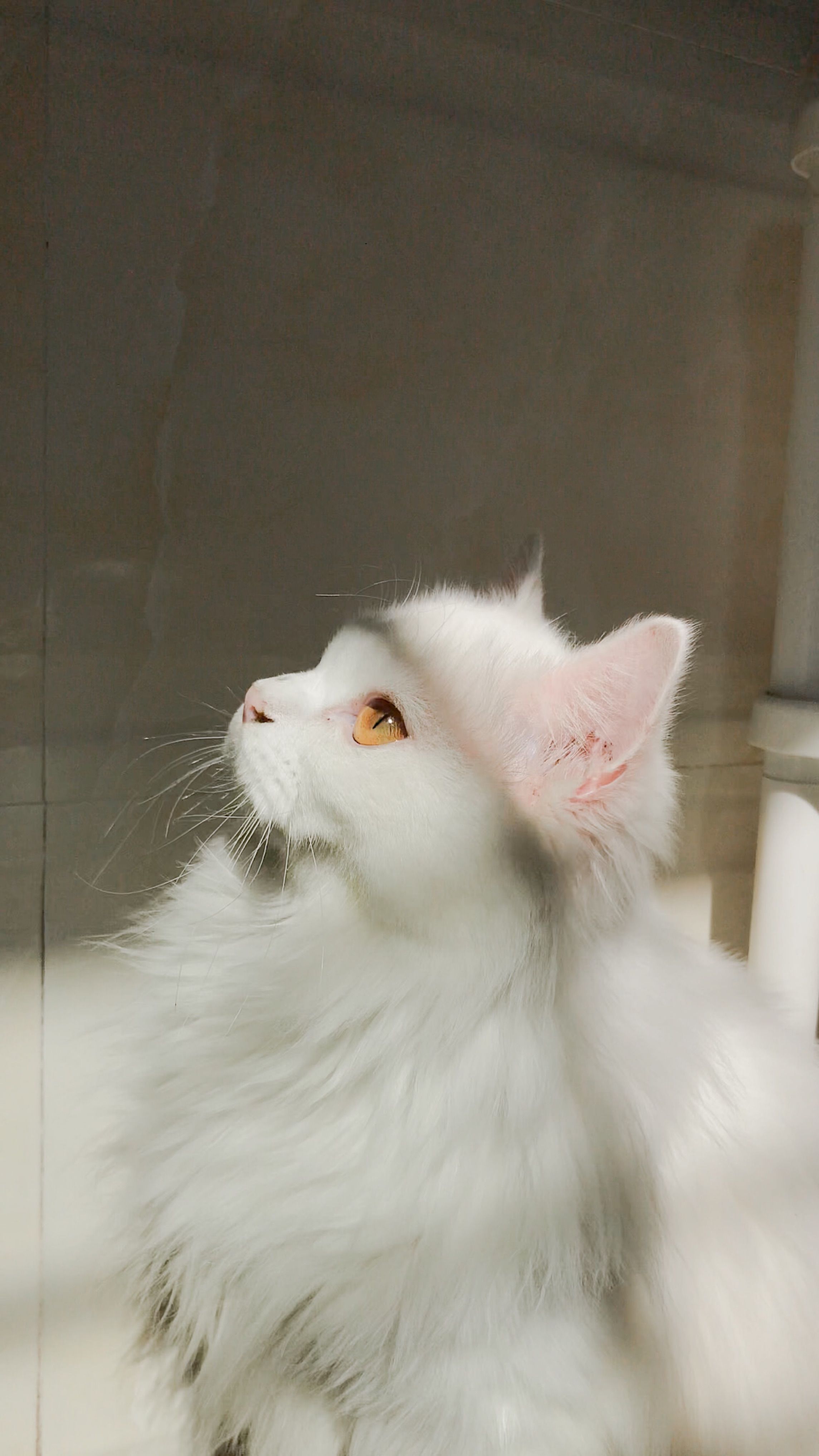 White Cat Near the Wall · Free Stock Photo
