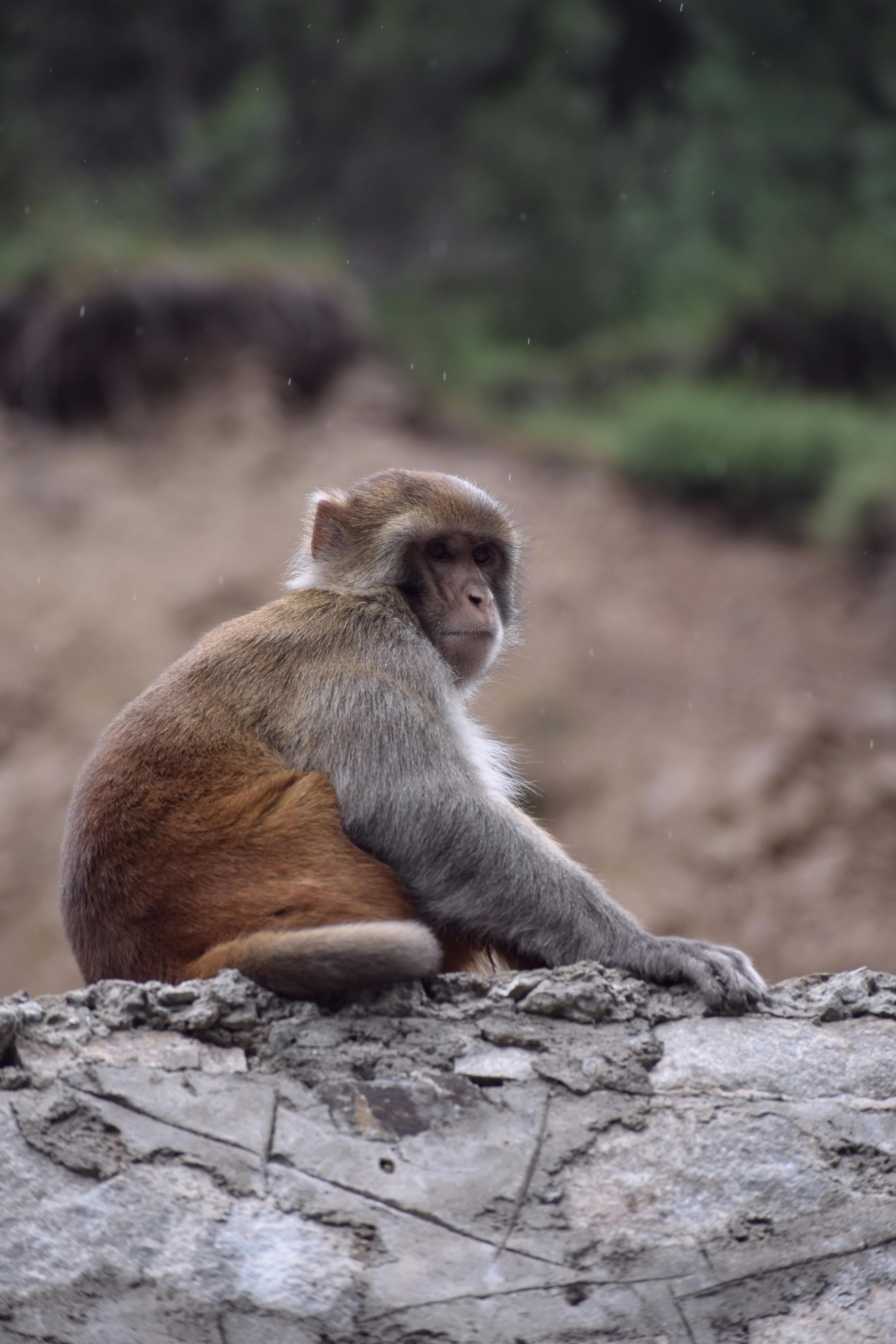 Monkey Sitting and Eating · Free Stock Photo