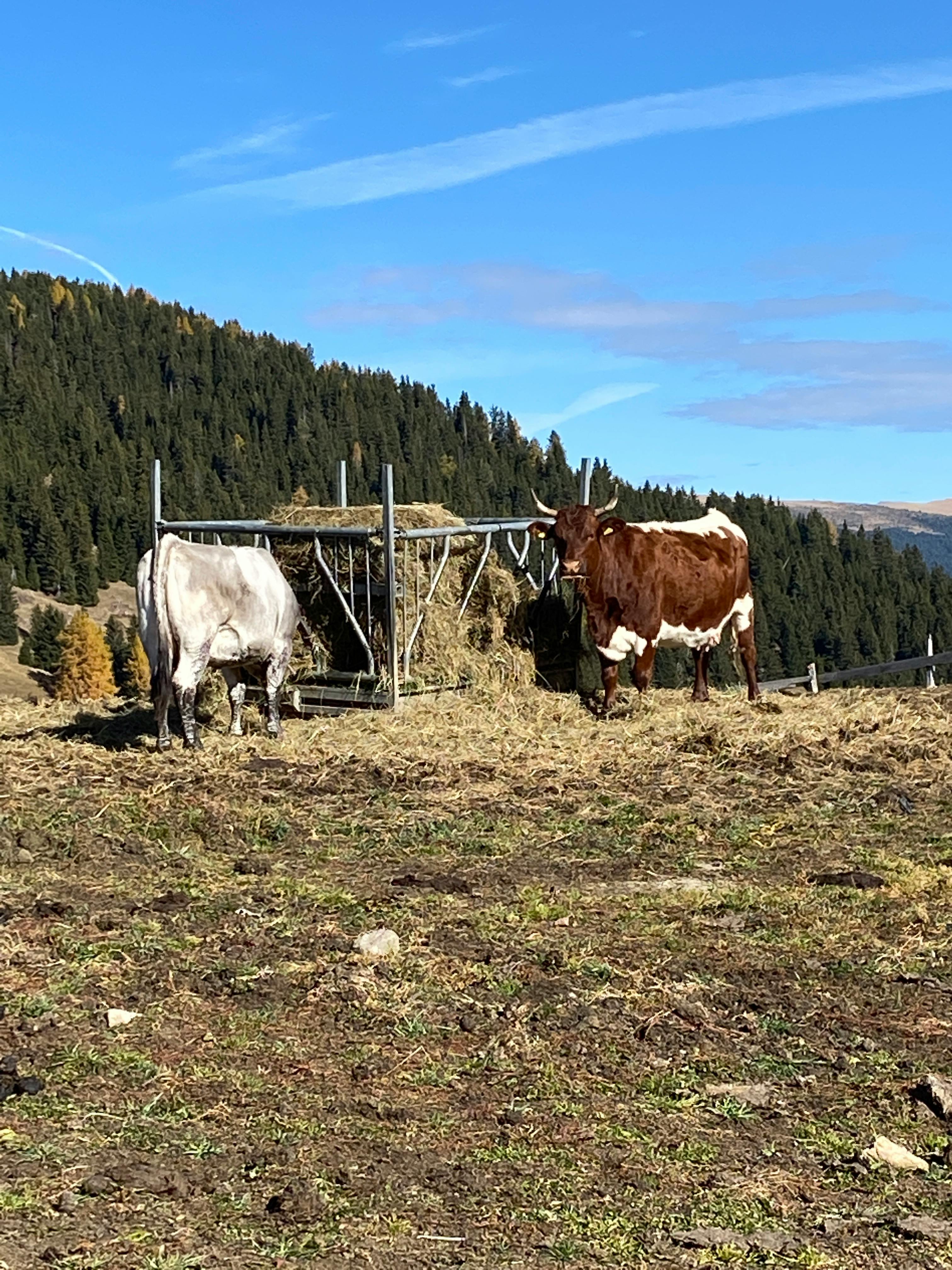 Alex Pfaff - Photography