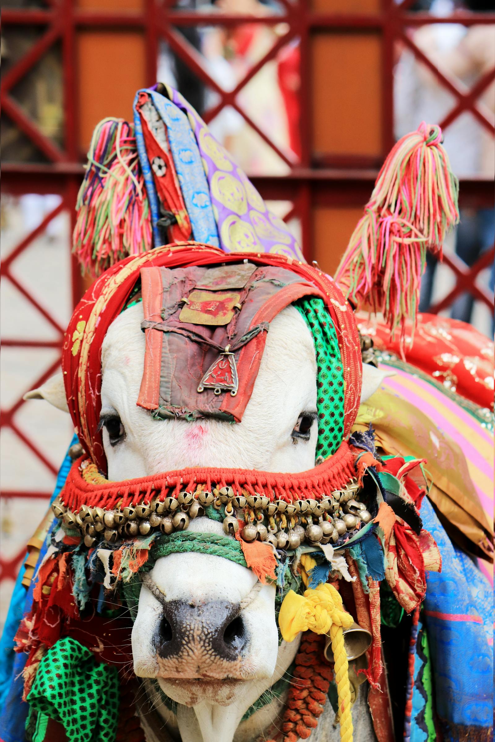 Gangireddu Photos, Download The BEST Free Gangireddu Stock Photos & HD ...