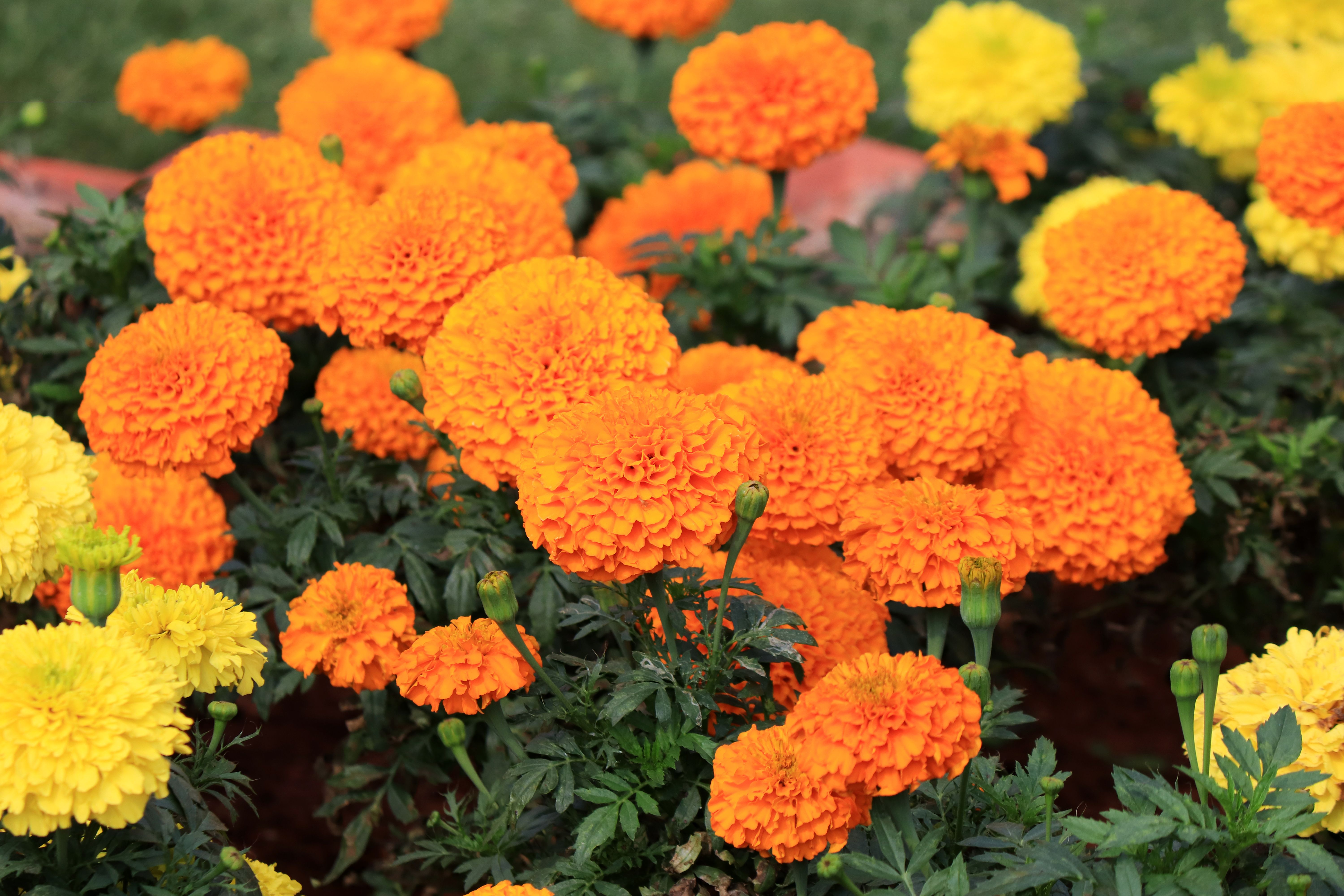 Colorful Flowers in Park · Free Stock Photo