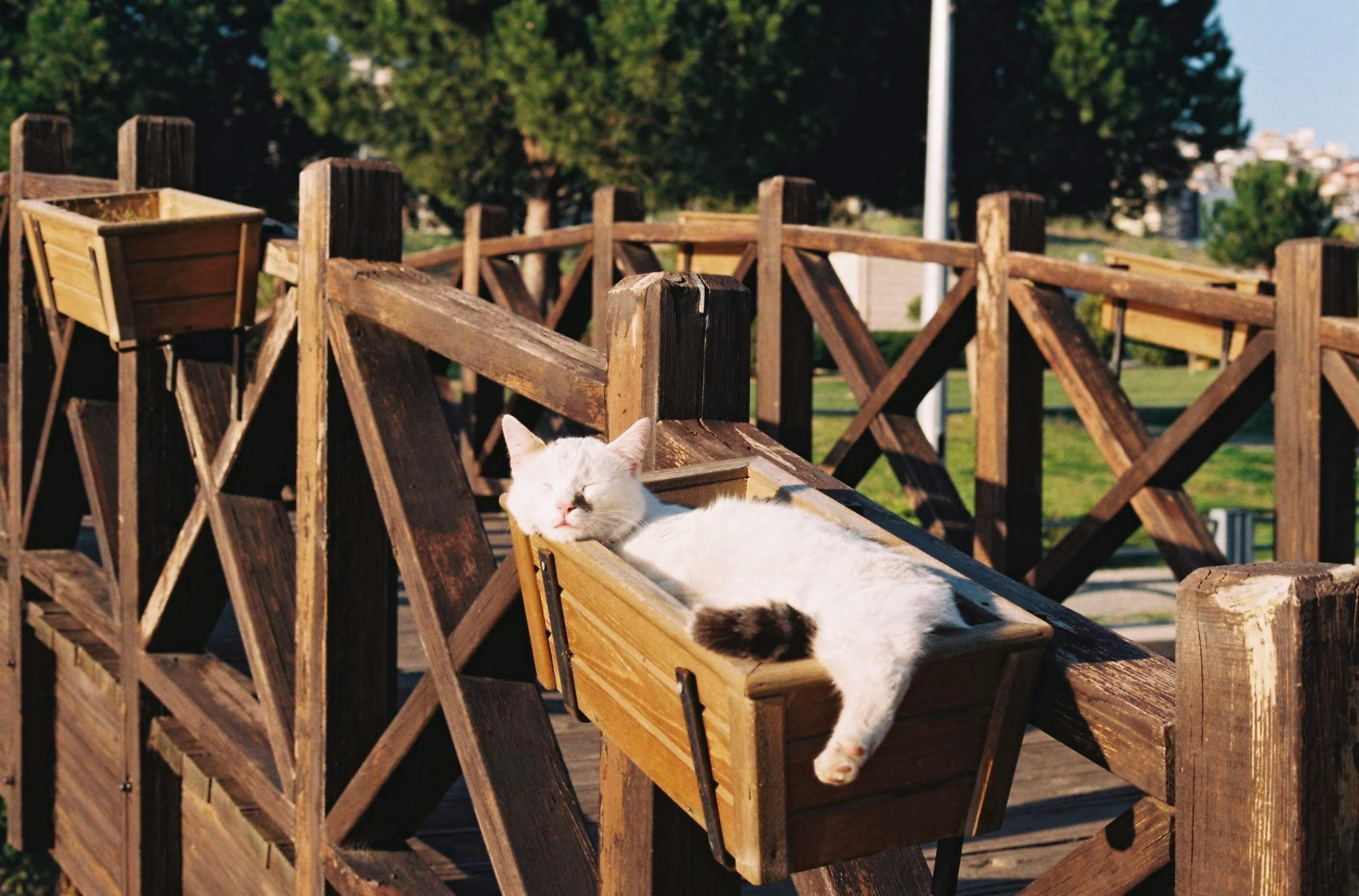 Cat Sleeping on Table · Free Stock Photo