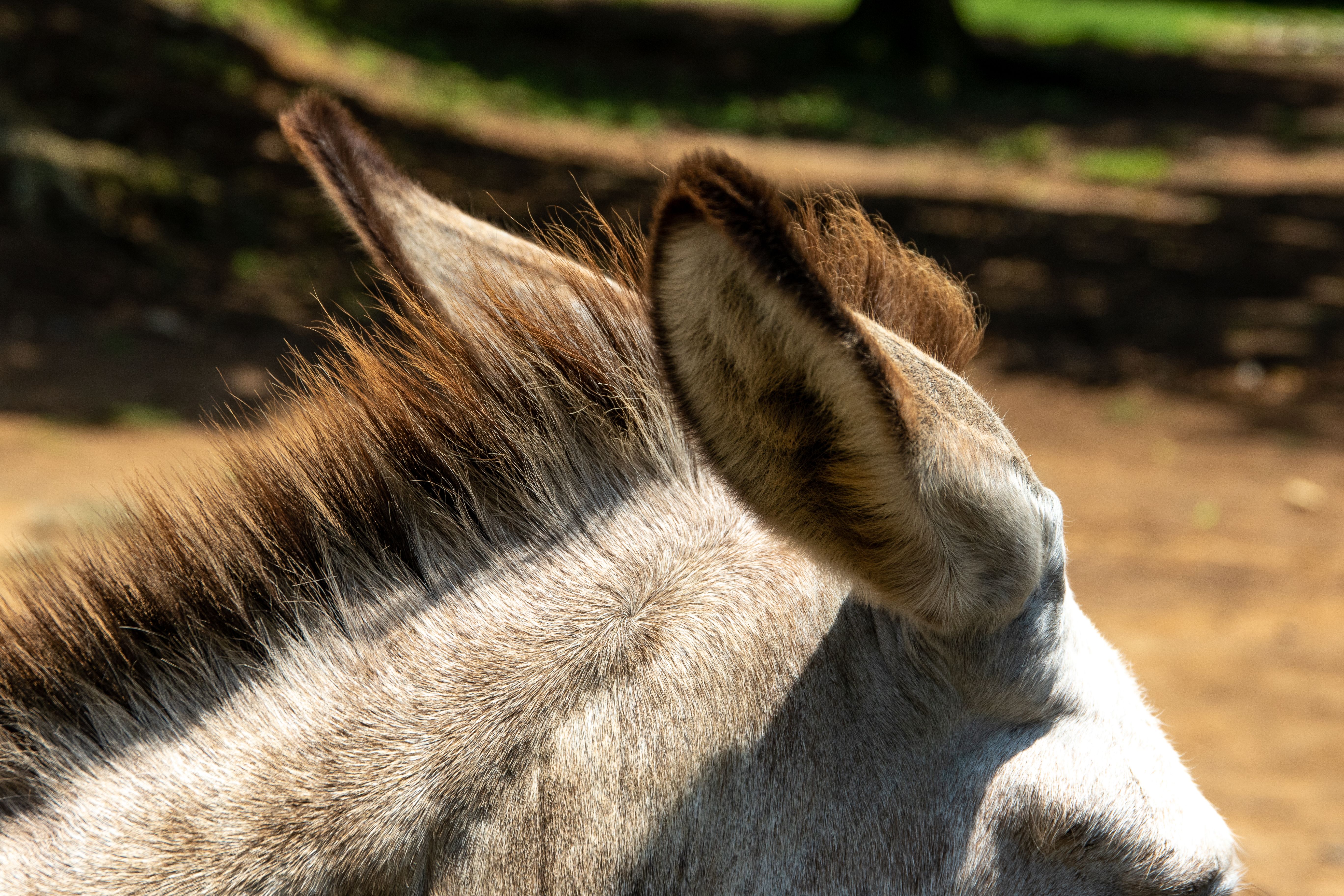 Animal Ears Photos, Download The BEST Free Animal Ears Stock Photos ...