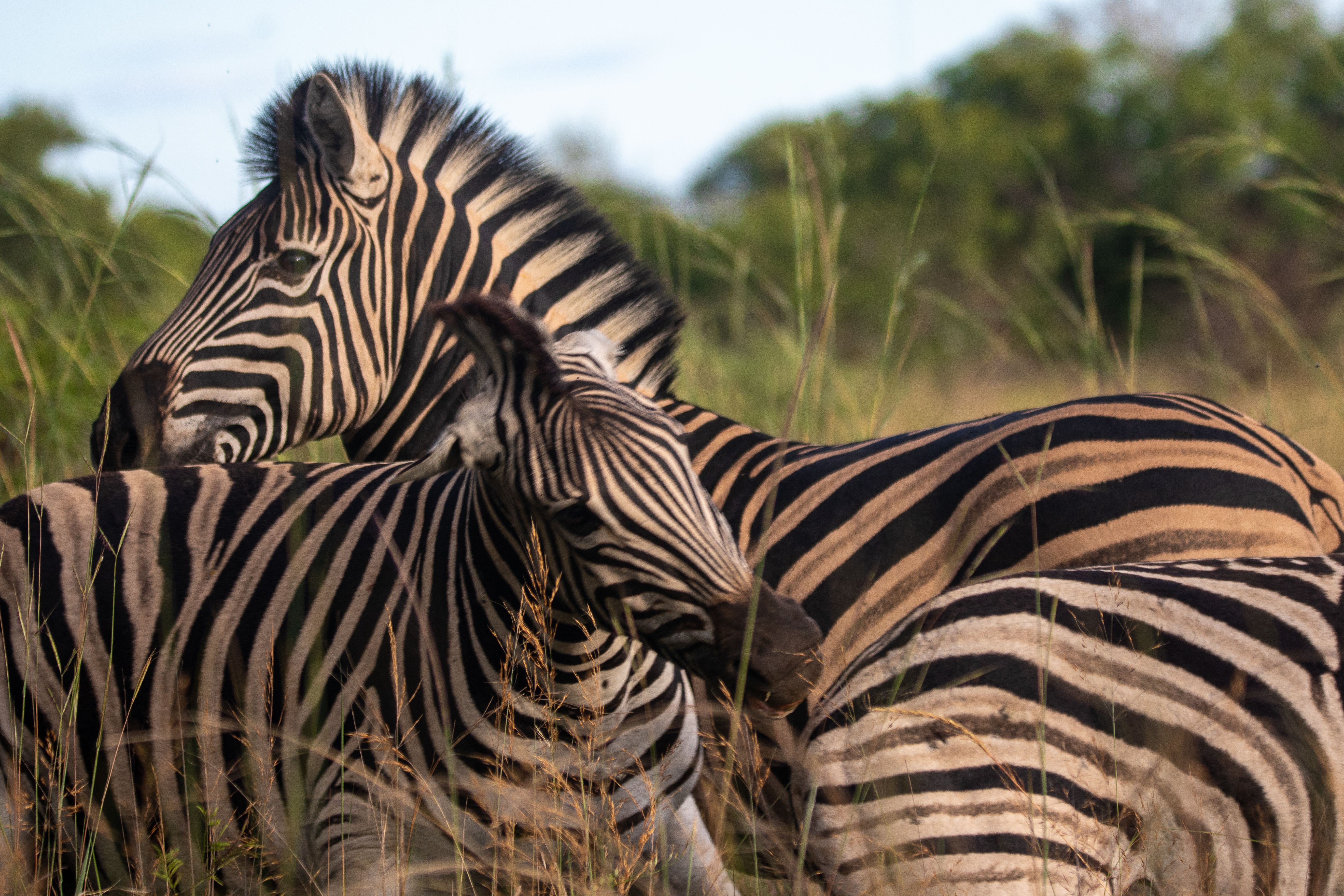 Zebras in Close Up Shot · Free Stock Photo