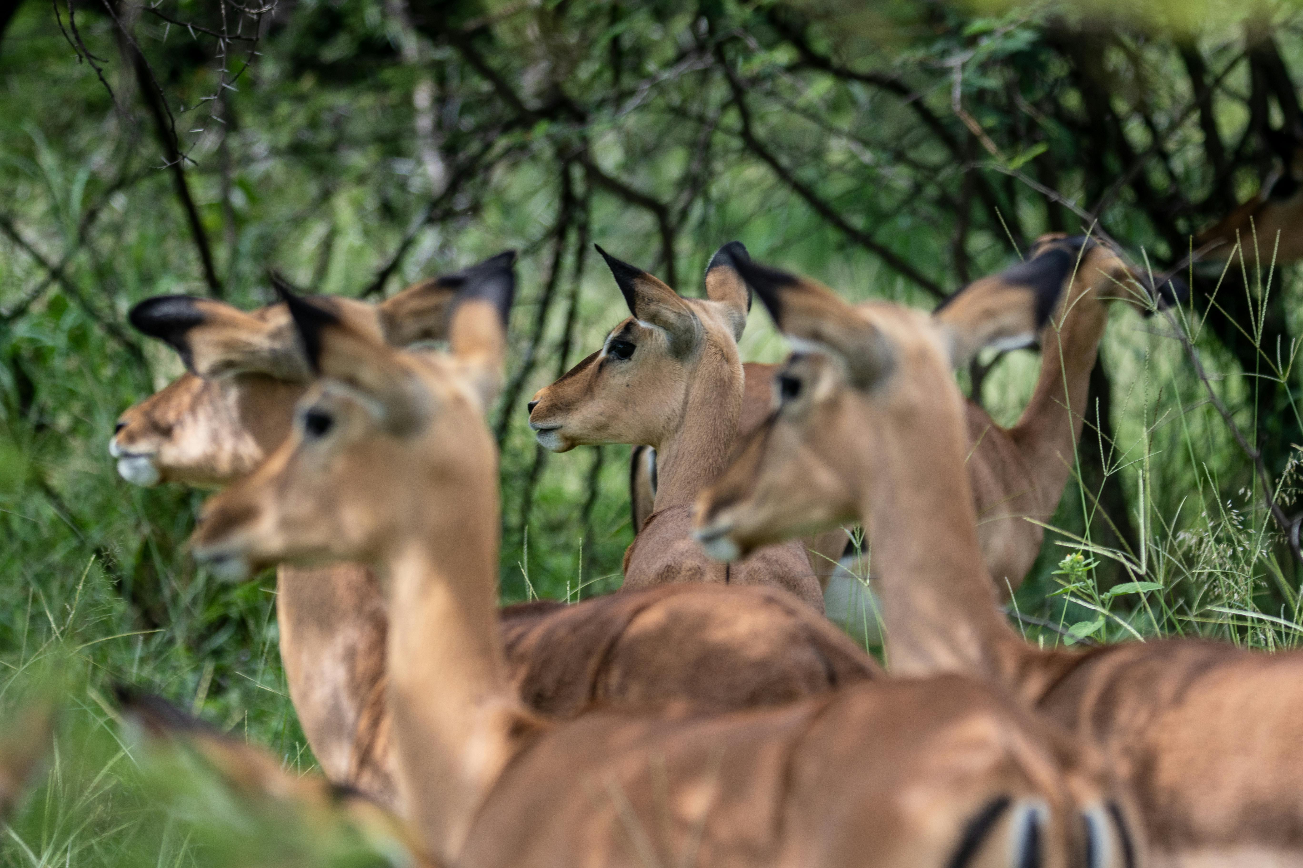Portrait of Impala · Free Stock Photo