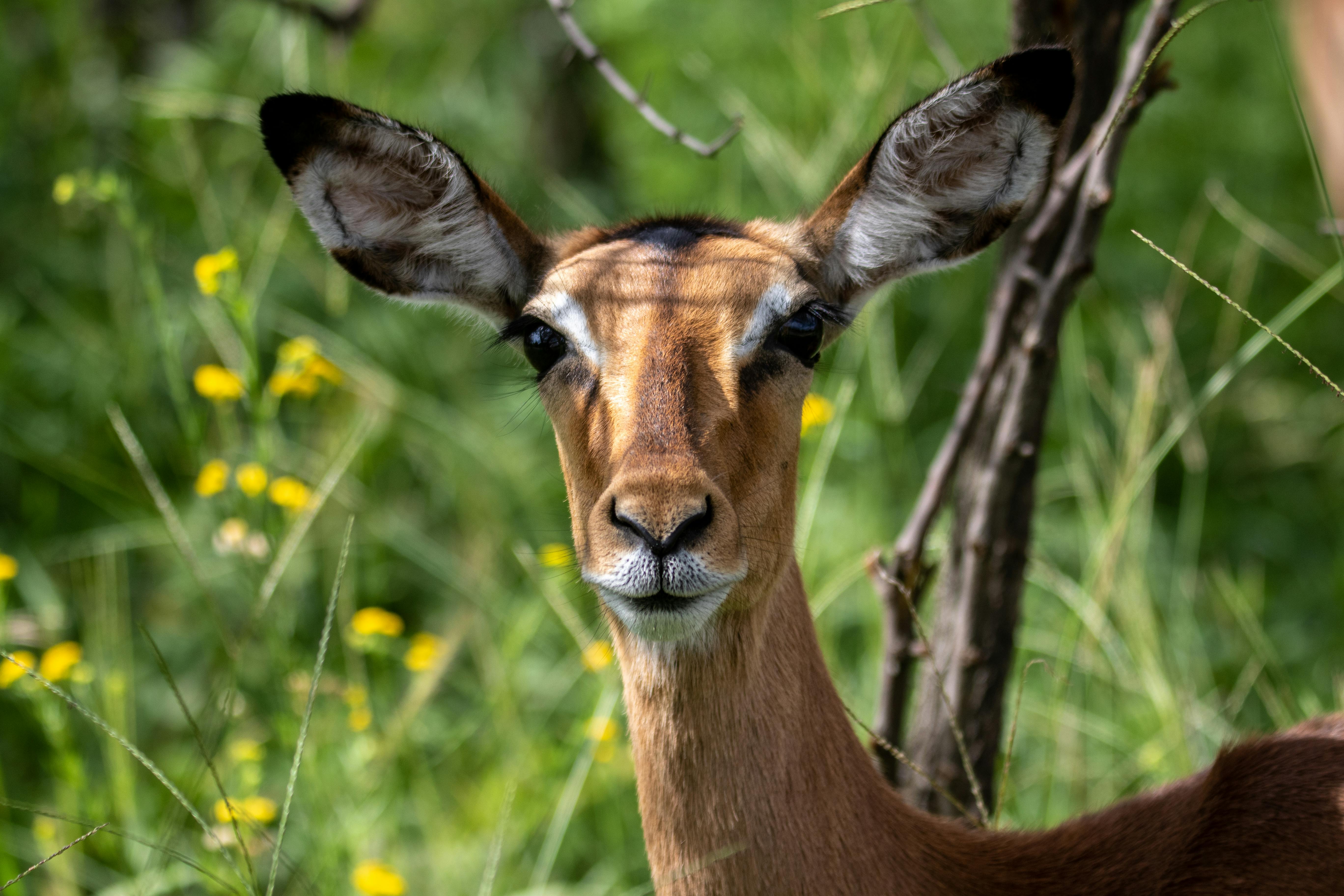 Portrait of Impala · Free Stock Photo
