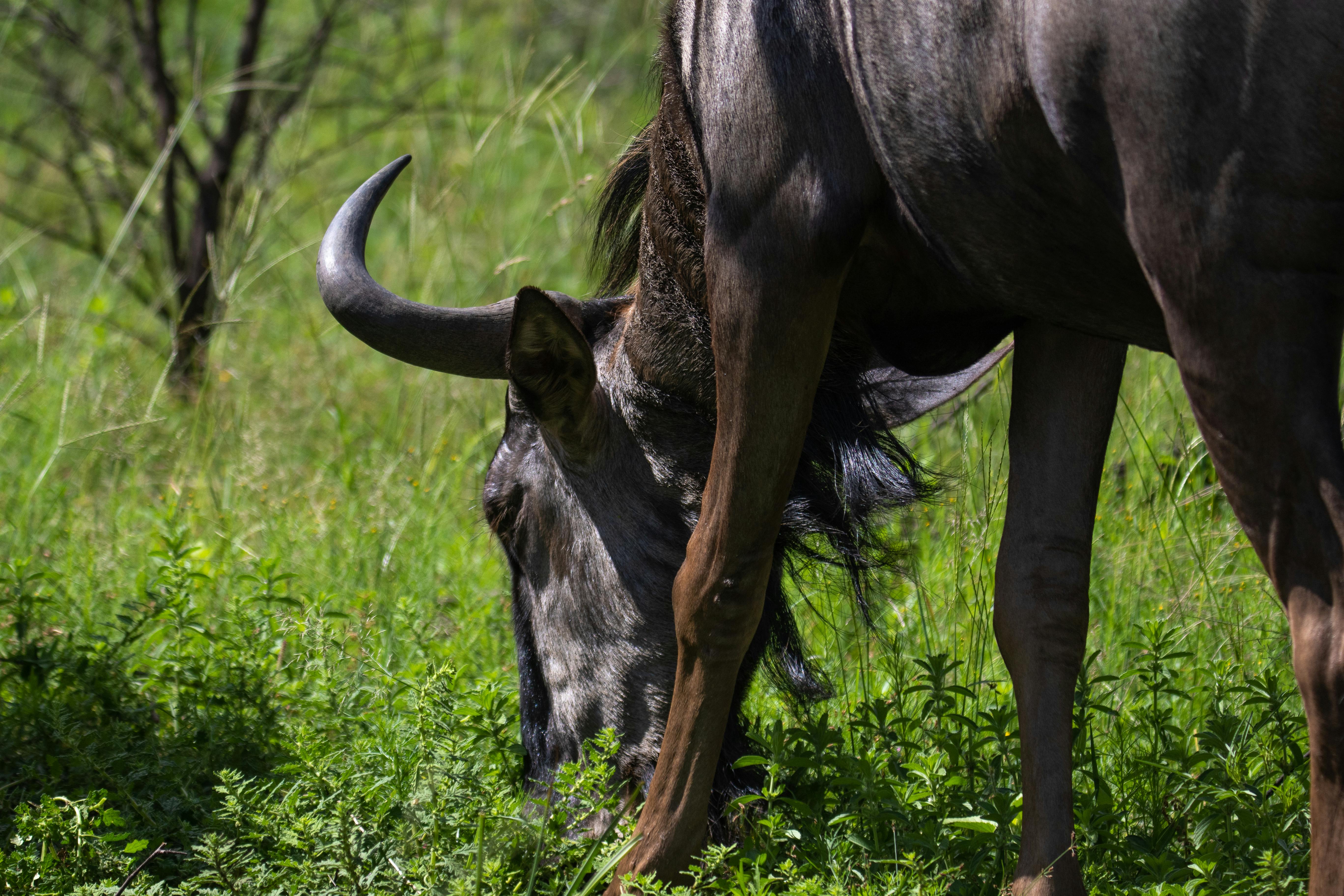 Blue Wildebeest Eating Grass · Free Stock Photo