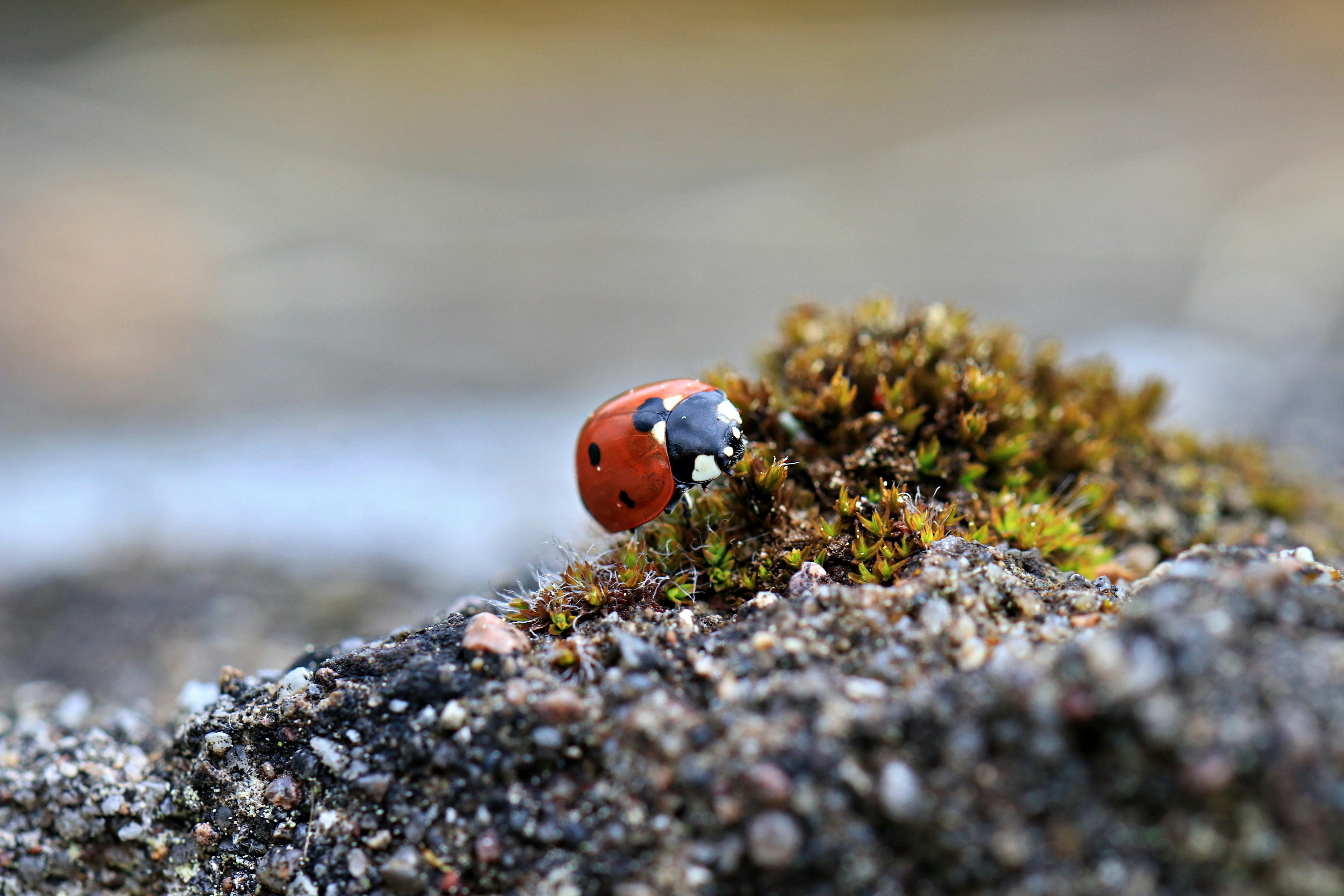 Red Ladybug on Ground · Free Stock Photo