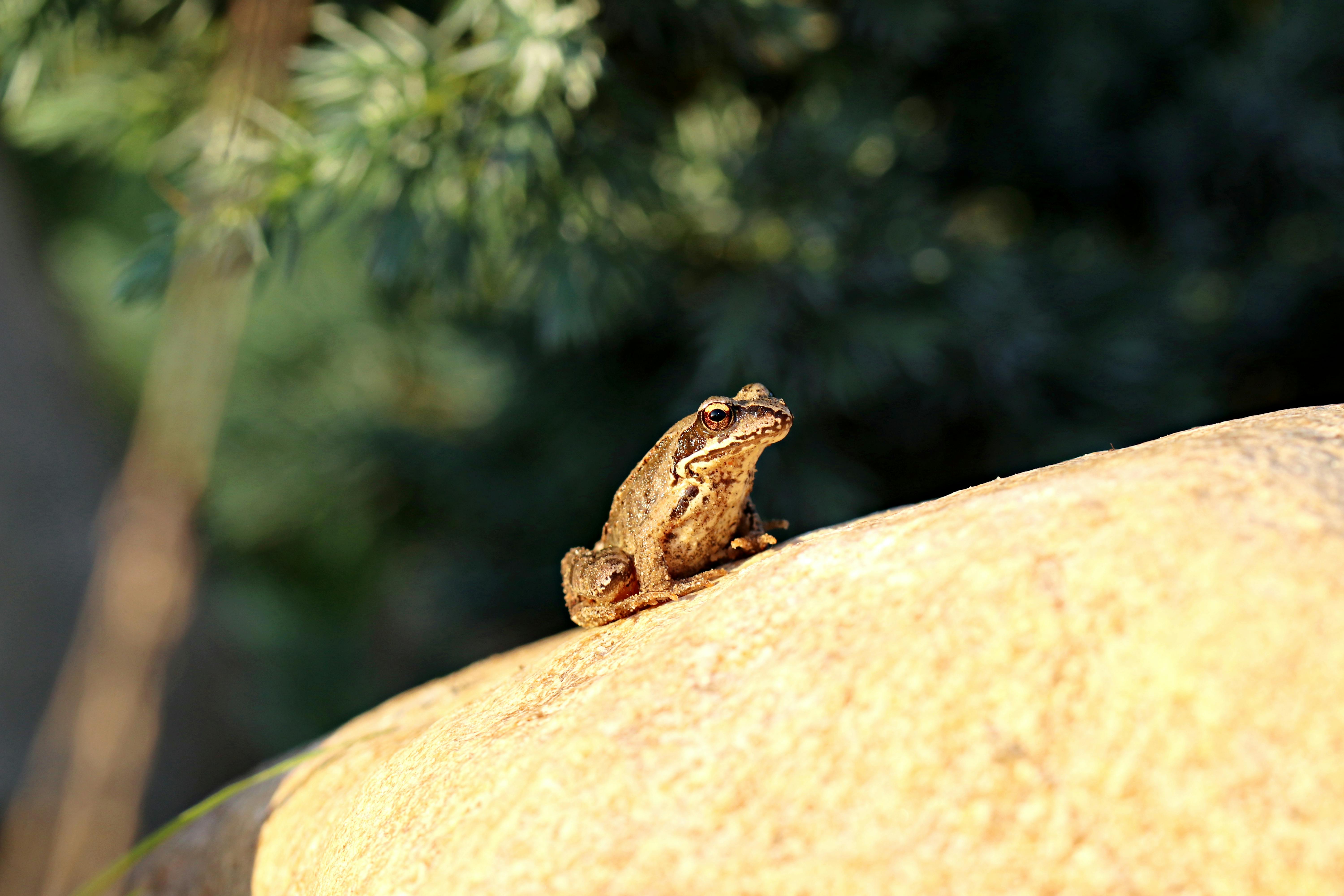 Brown and Black Frog · Free Stock Photo
