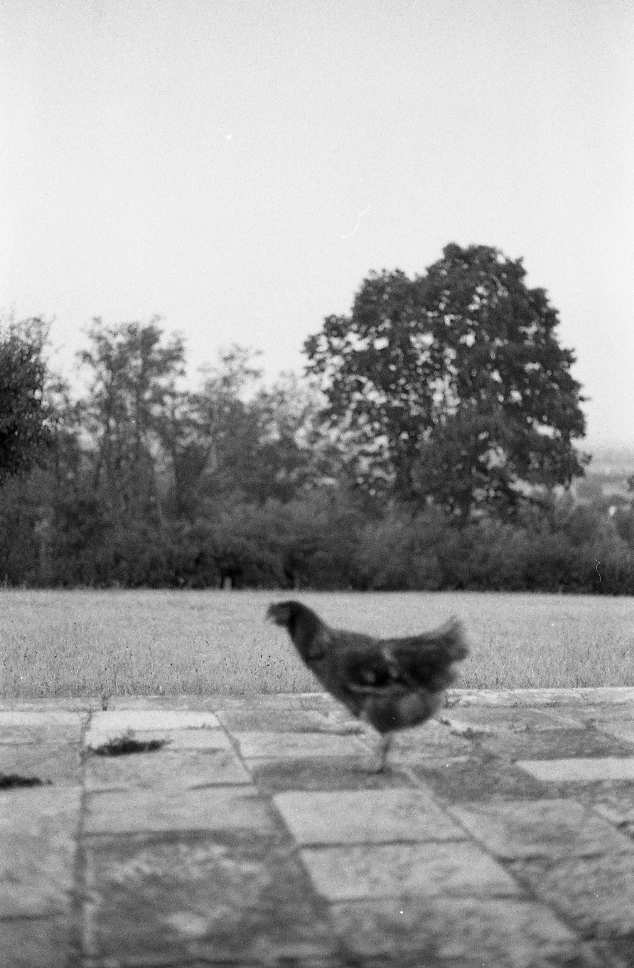 Grayscale Photo of a Chicken · Free Stock Photo