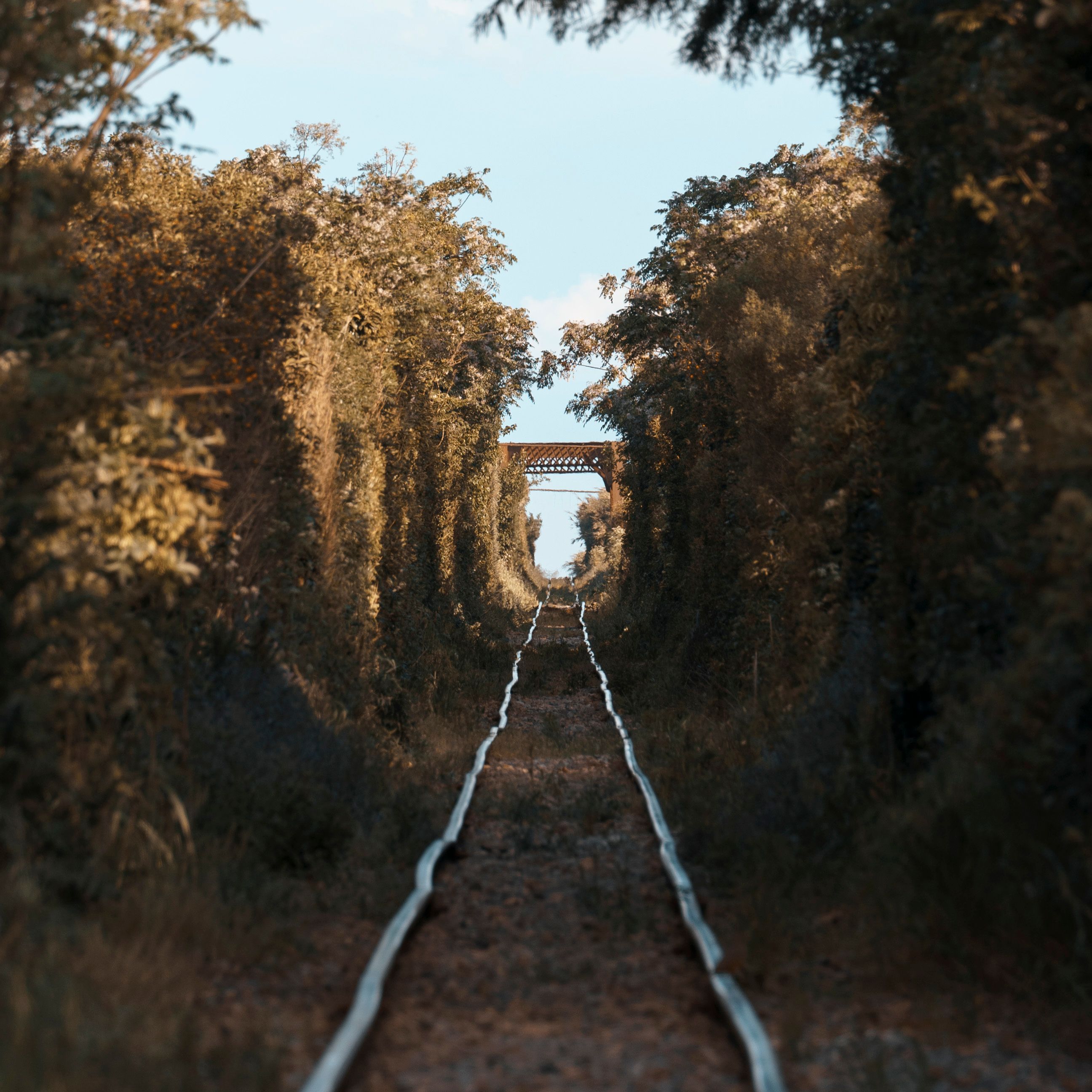 A Railway Line in the Middle of a Trees · Free Stock Photo
