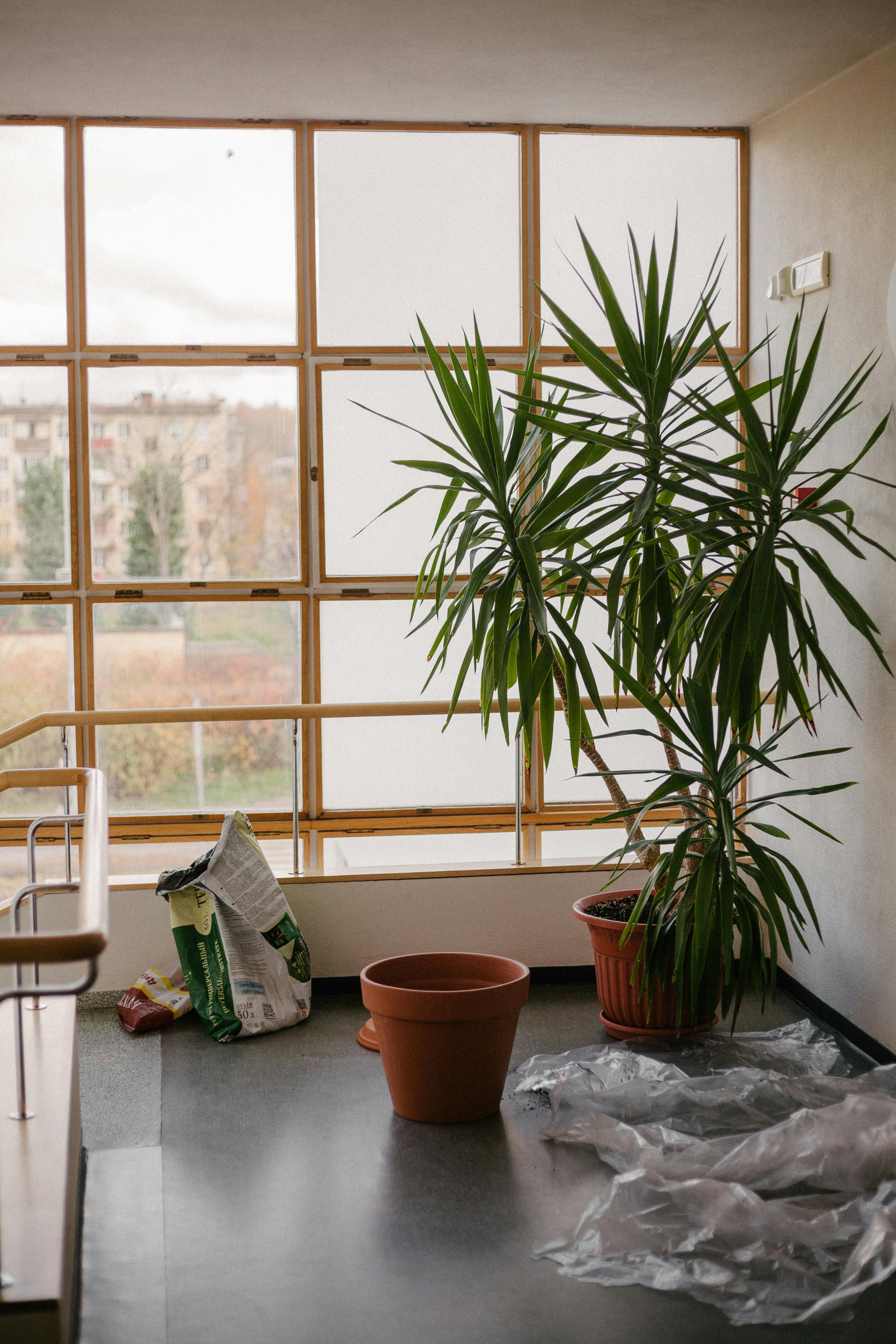 Flower Pot and Potted Plant near Window · Free Stock Photo