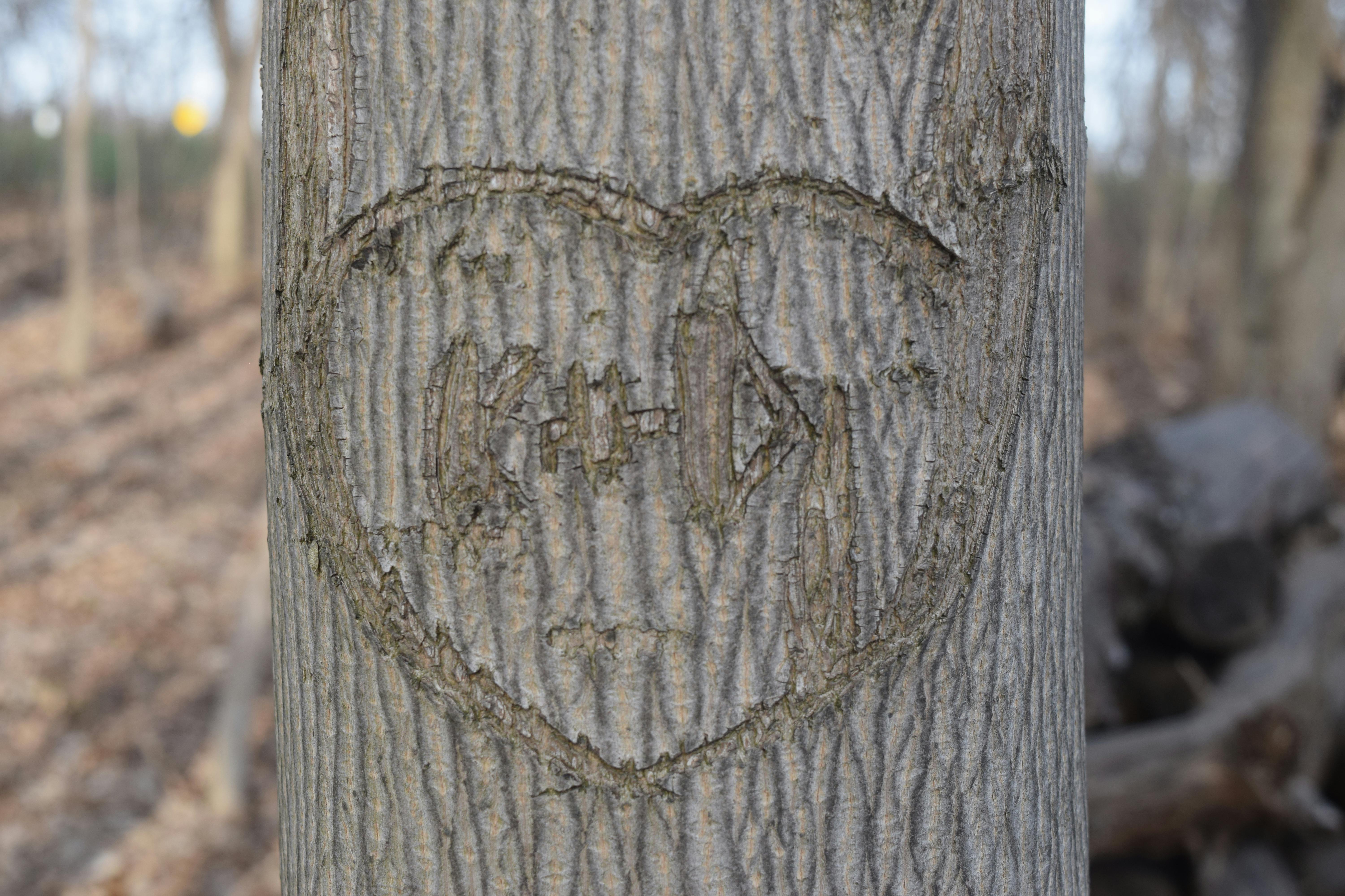 Free stock photo of carved wood, love heart, maple