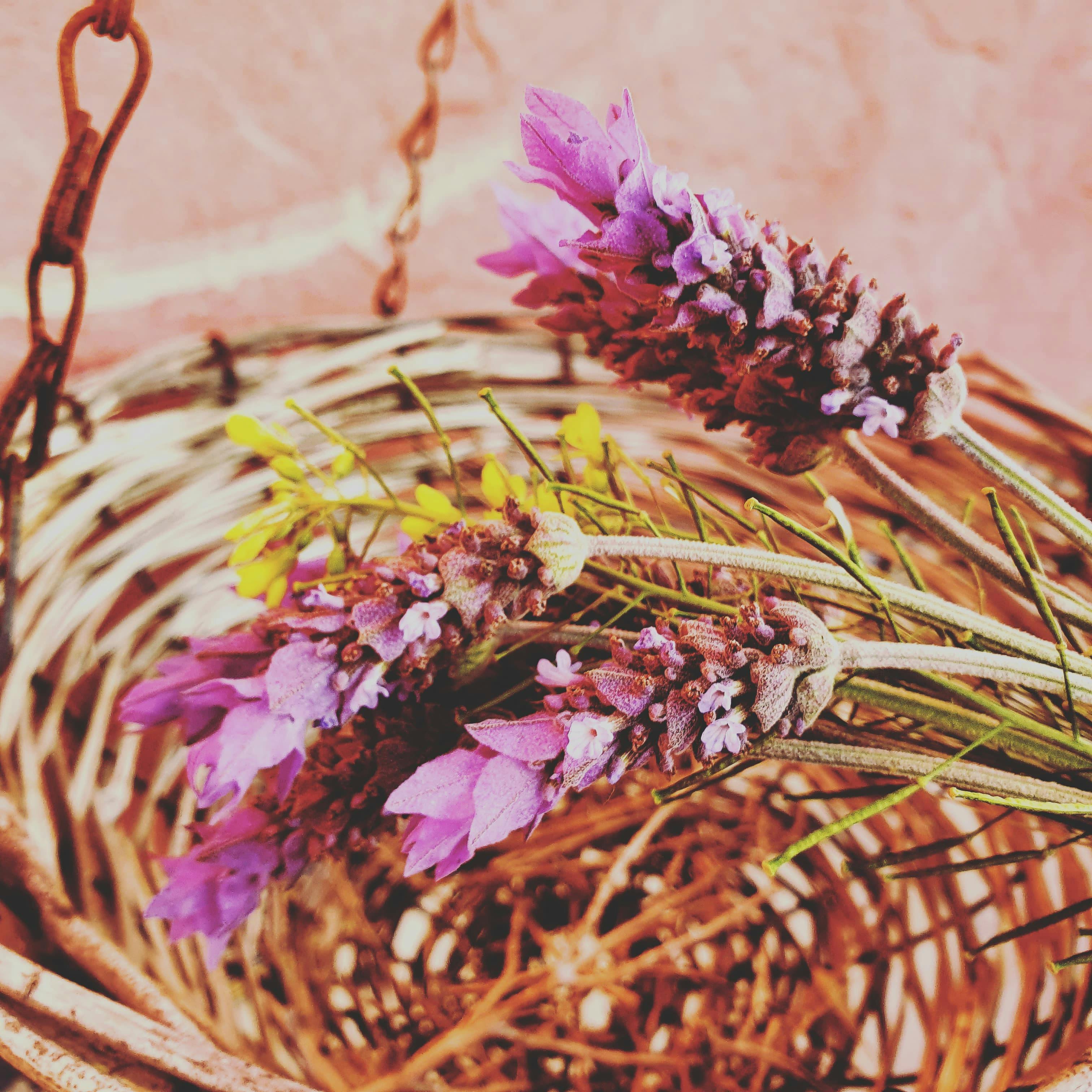 Four Basket of Mushrooms L · Free Stock Photo