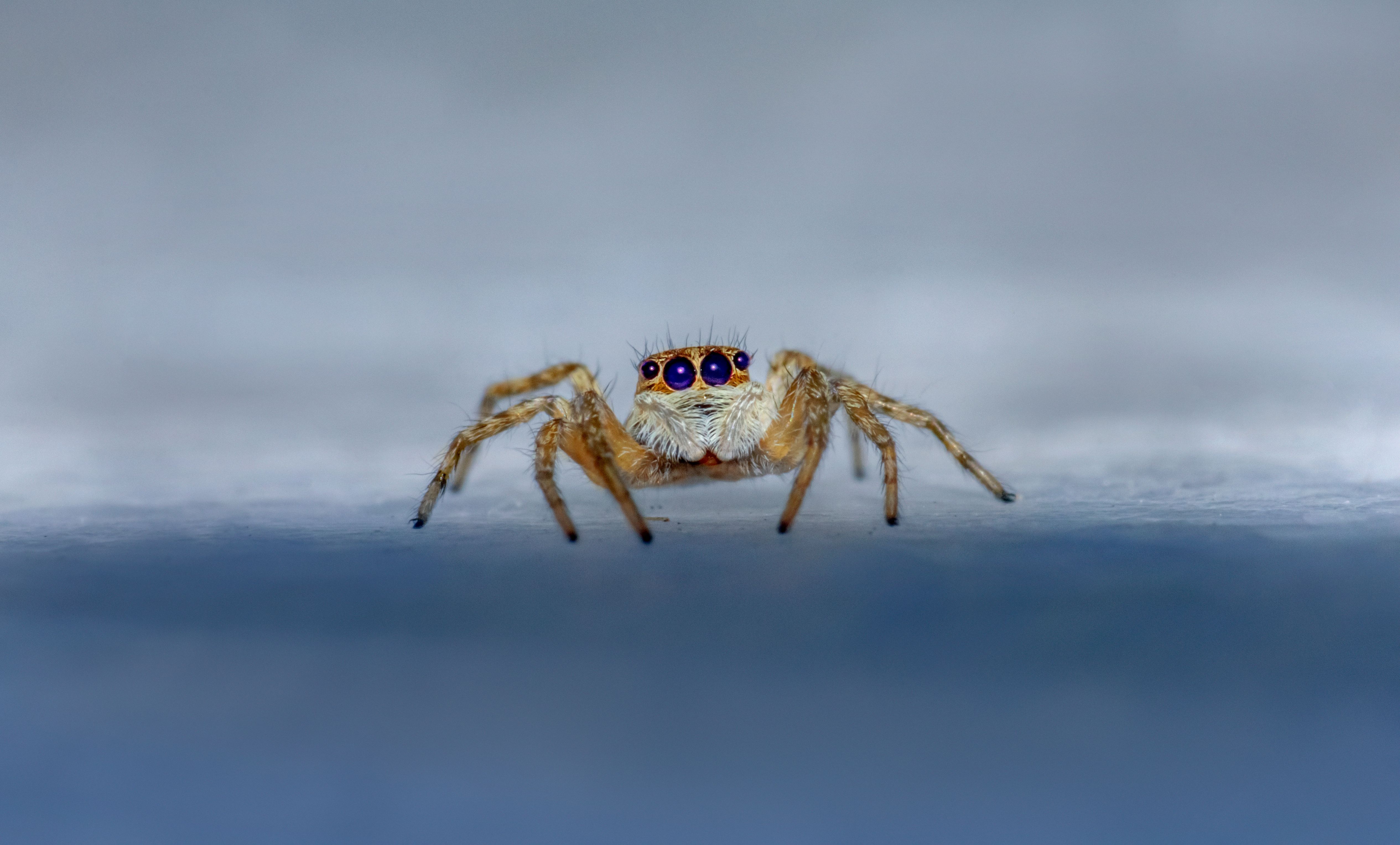 Spider in Close Up Photography · Free Stock Photo