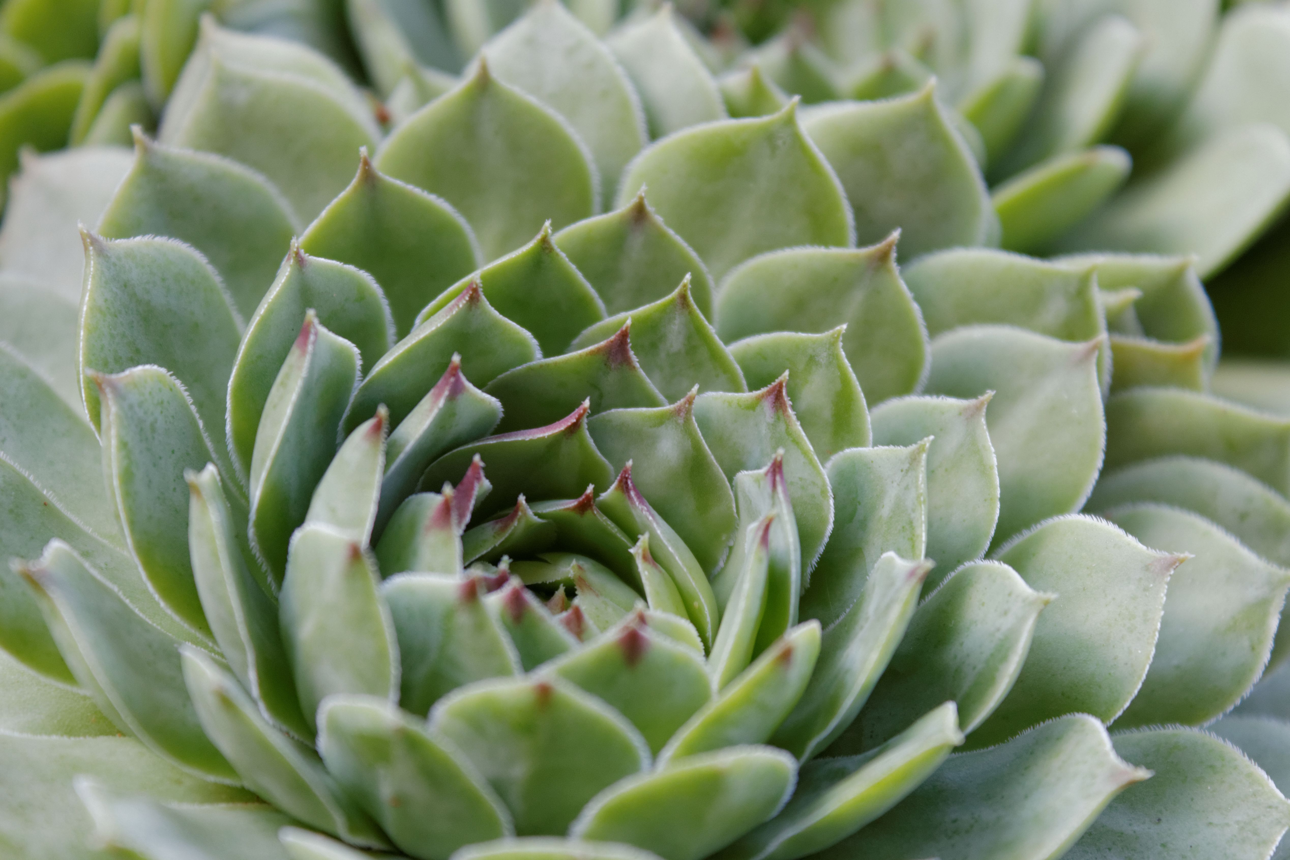 What Is Leaf Succulence and Why It Matters for Plants