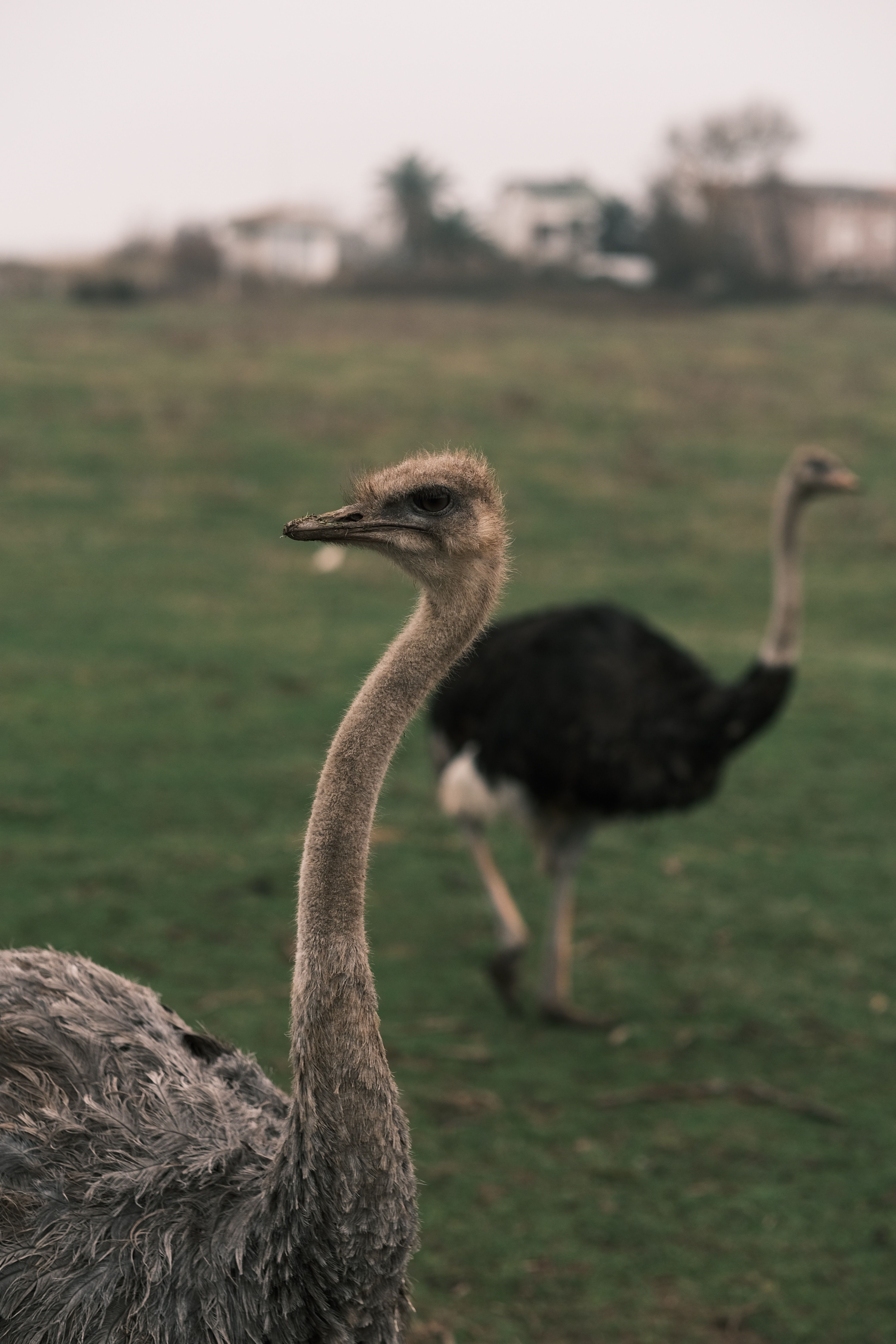 Photo of an Ostrich · Free Stock Photo