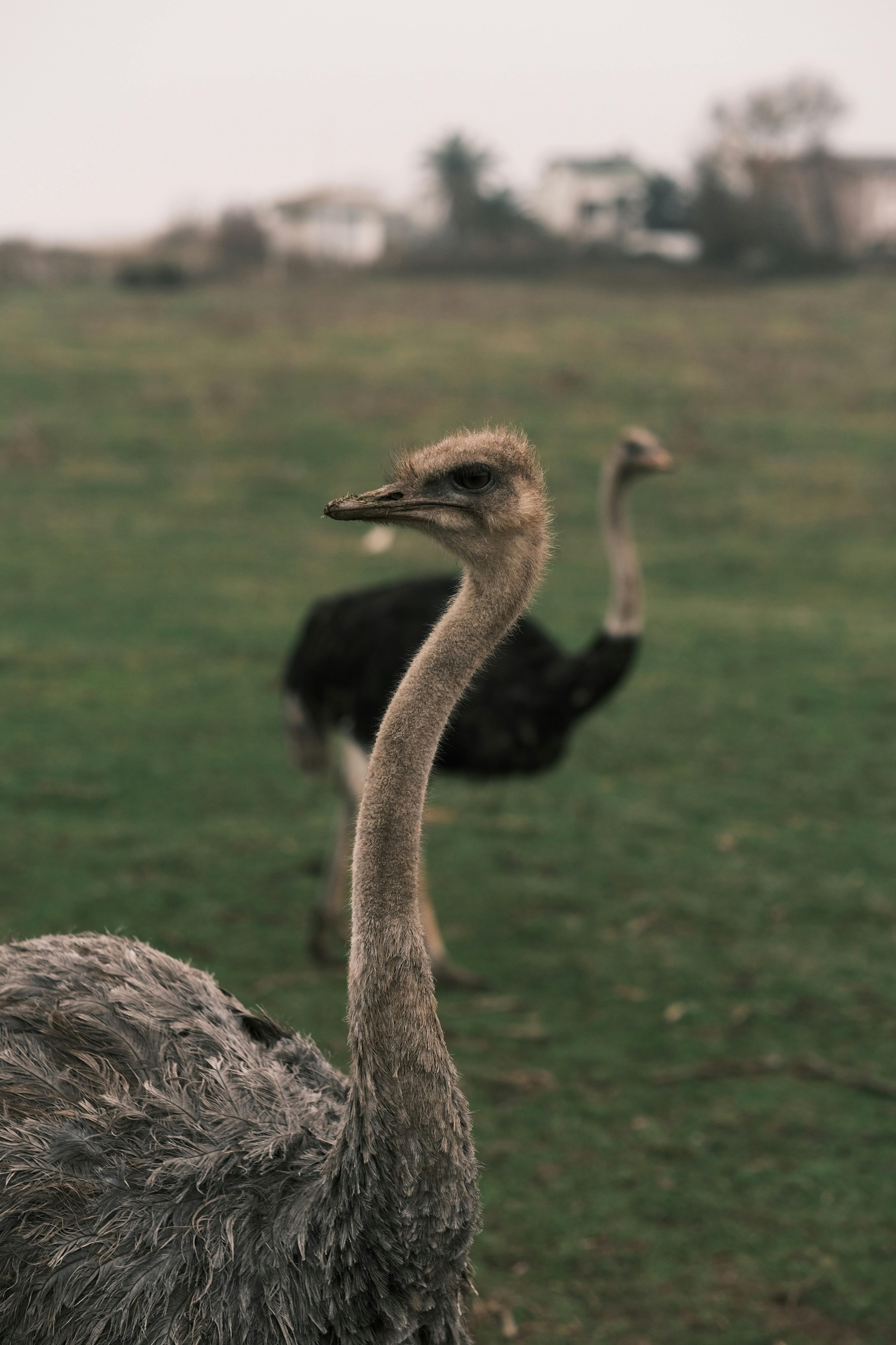 Brown Ostrich · Free Stock Photo