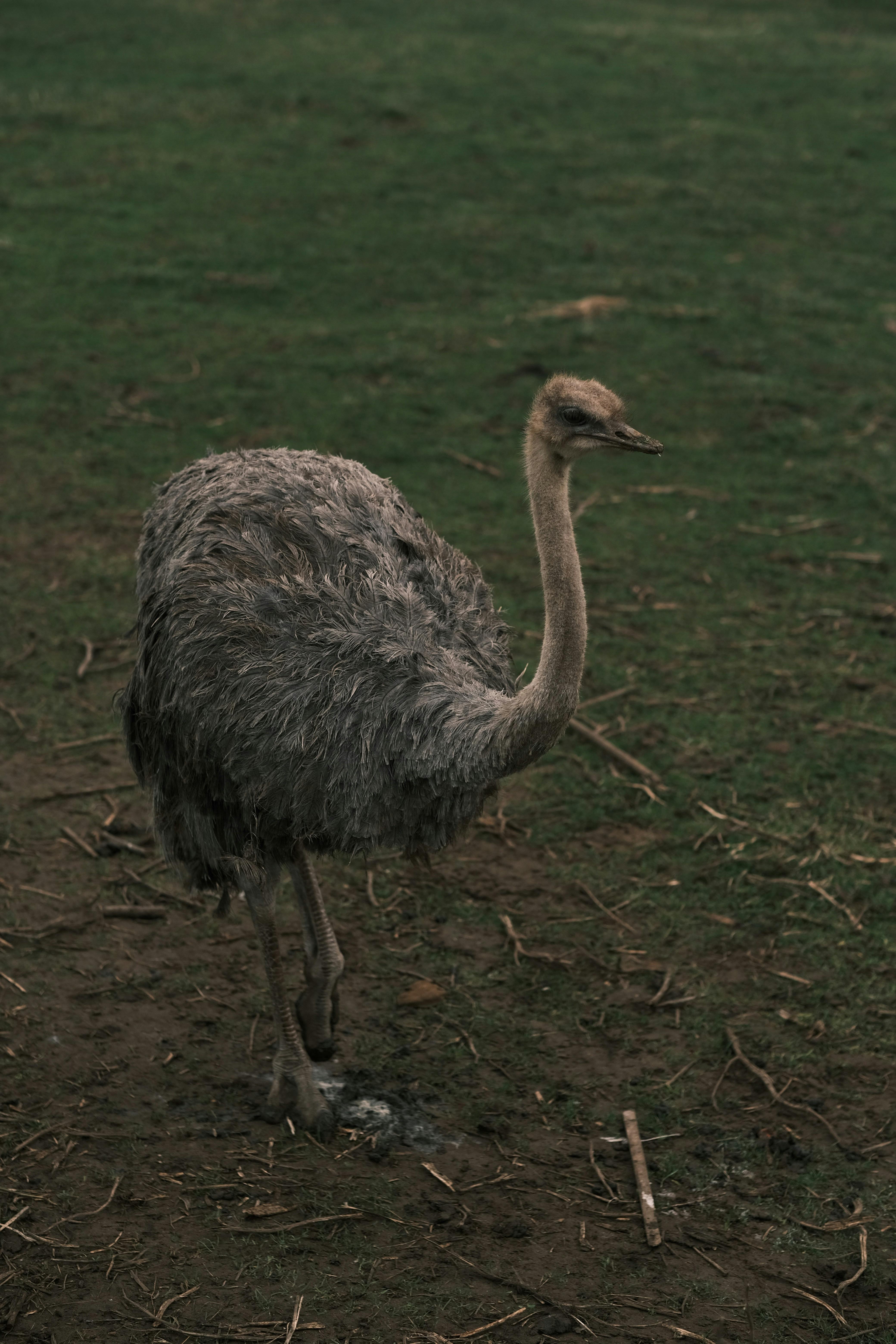 Ostrich walking on Green Grass Field · Free Stock Photo