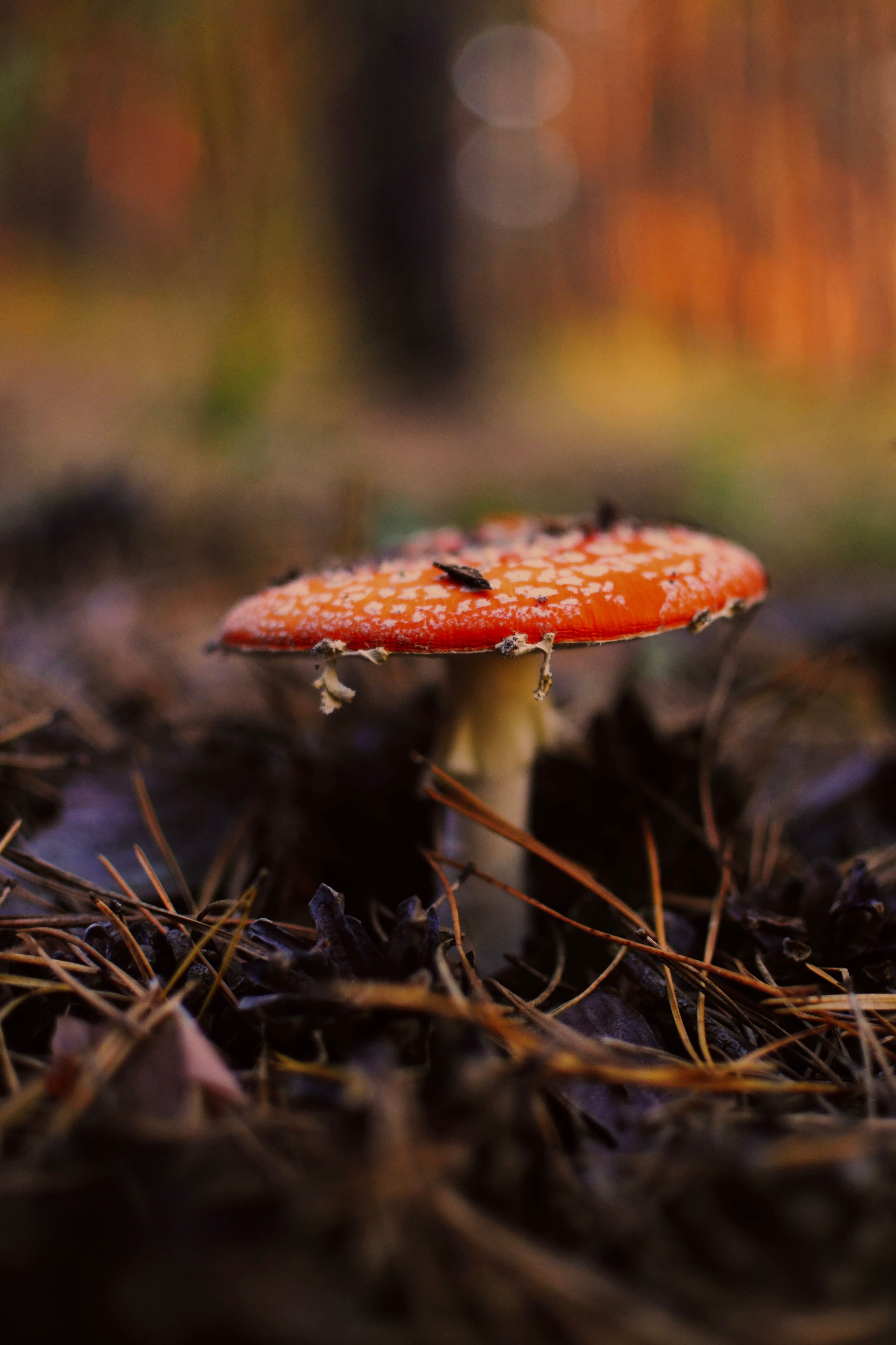 Red Mushroom Photos, Download The BEST Free Red Mushroom Stock Photos ...