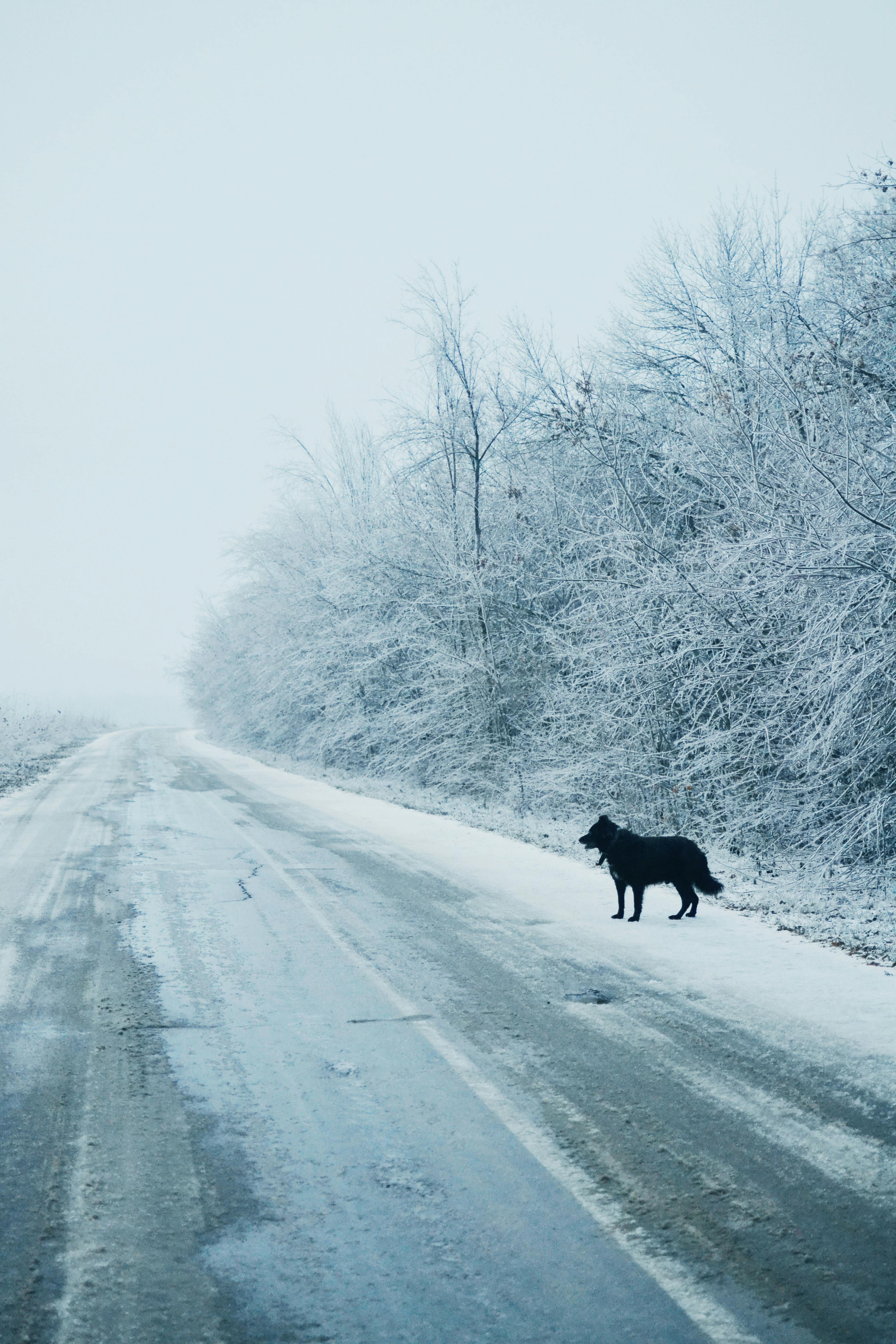 A Dog Stepping on Snow · Free Stock Photo