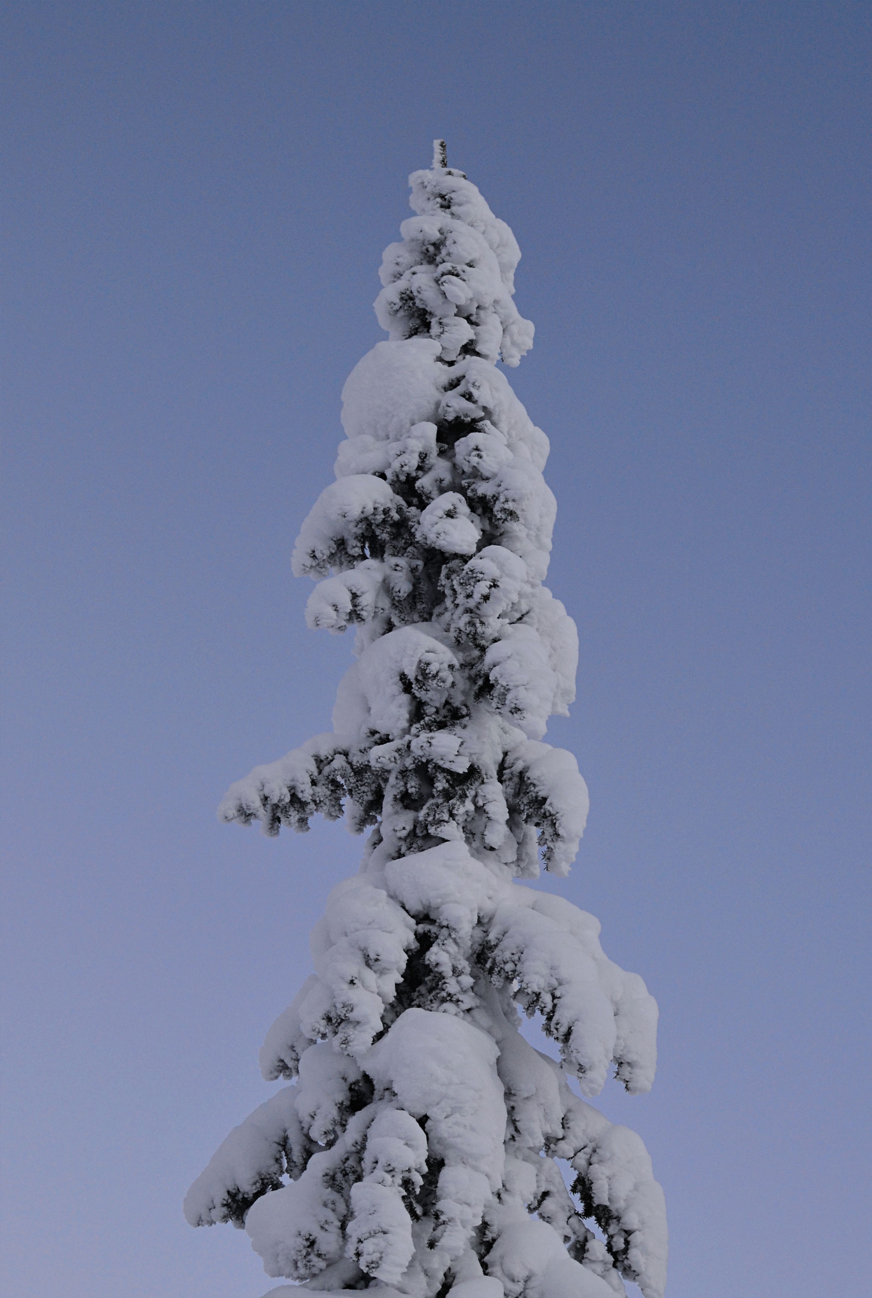Photo of Tall Trees During Winter · Free Stock Photo