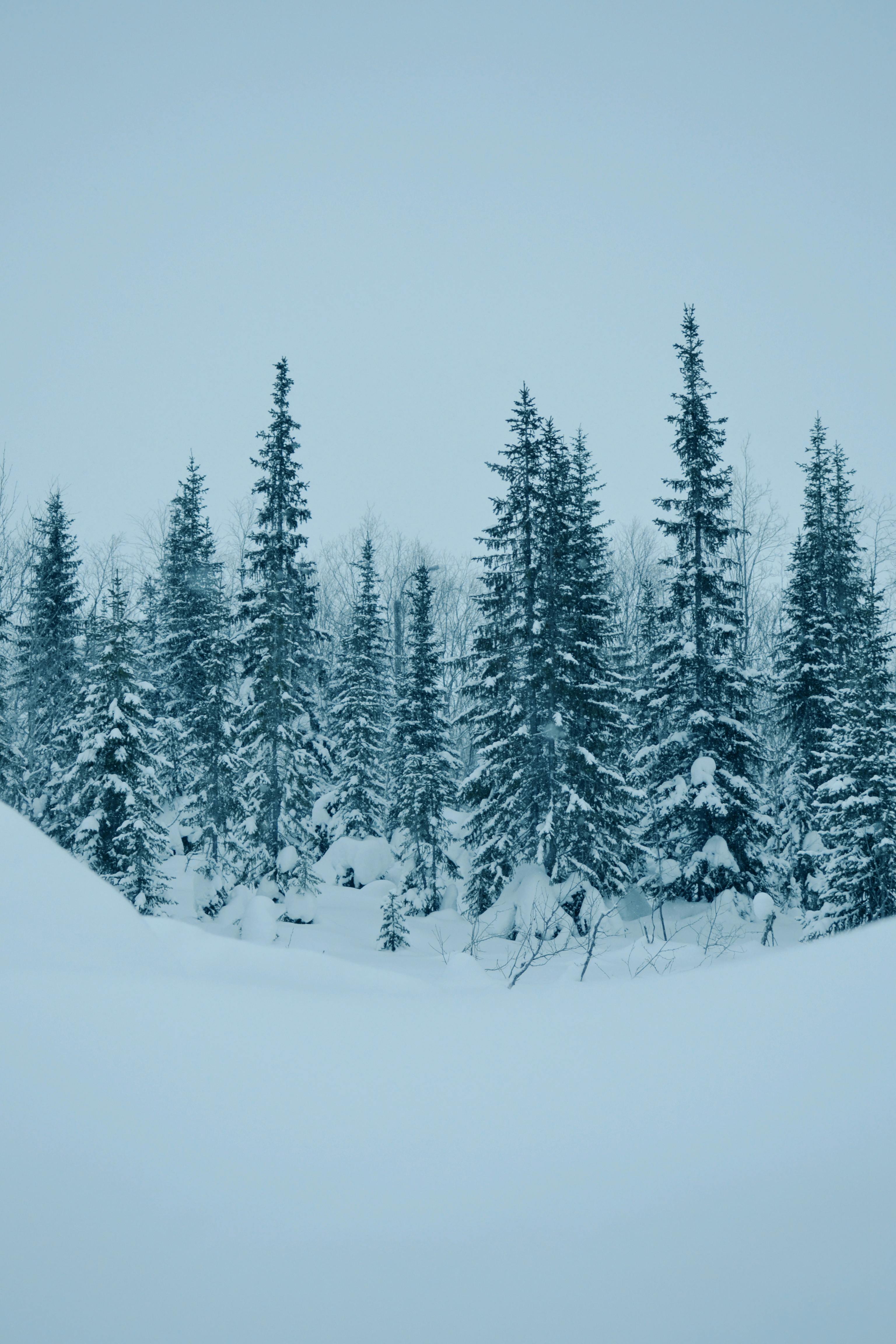 Tall Pine Trees Photos, Download The BEST Free Tall Pine Trees Stock ...