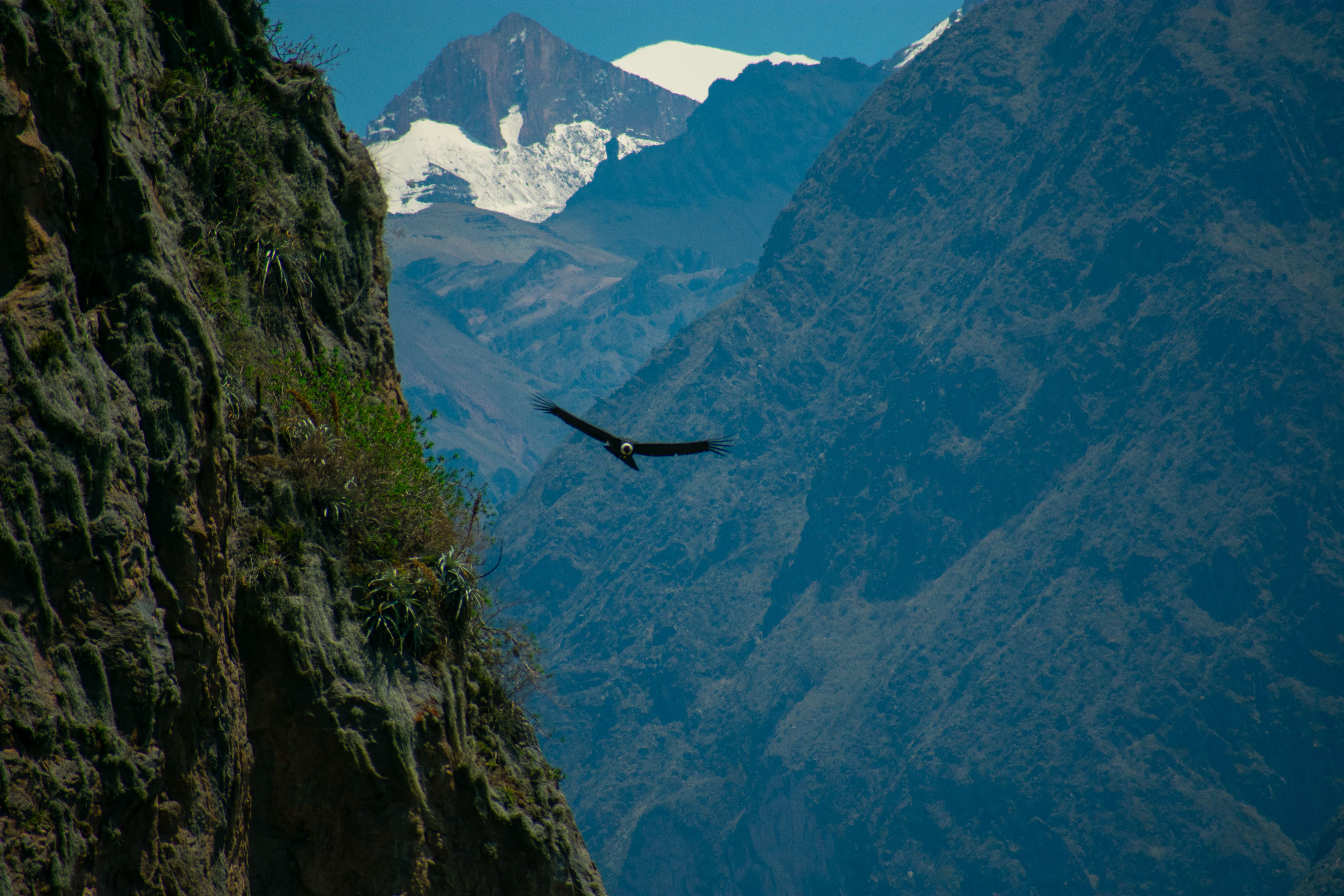12 197 Best Free Eagle Flying Stock Photos Images 100 Royalty