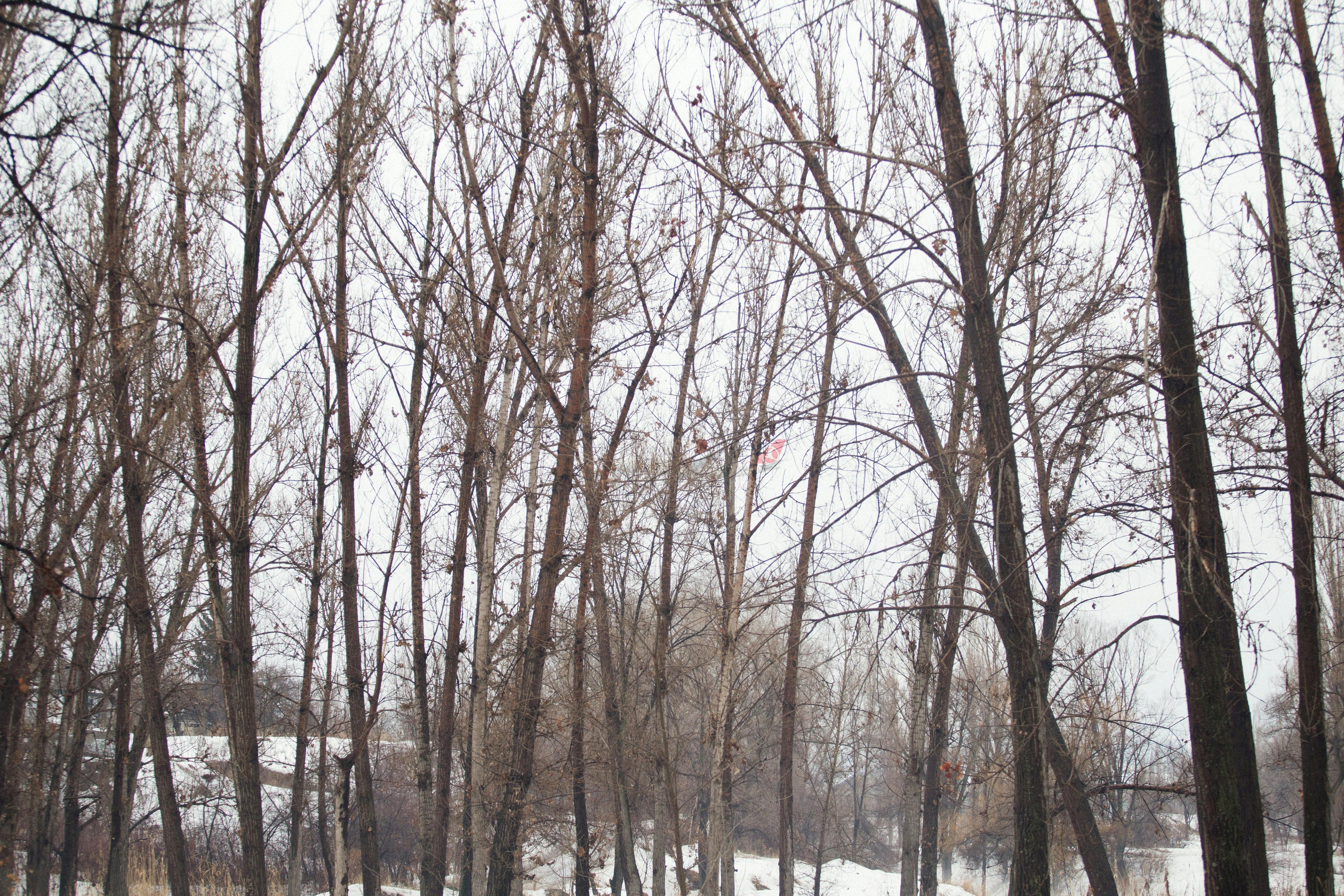 Brown Tall Leafless Trees · Free Stock Photo