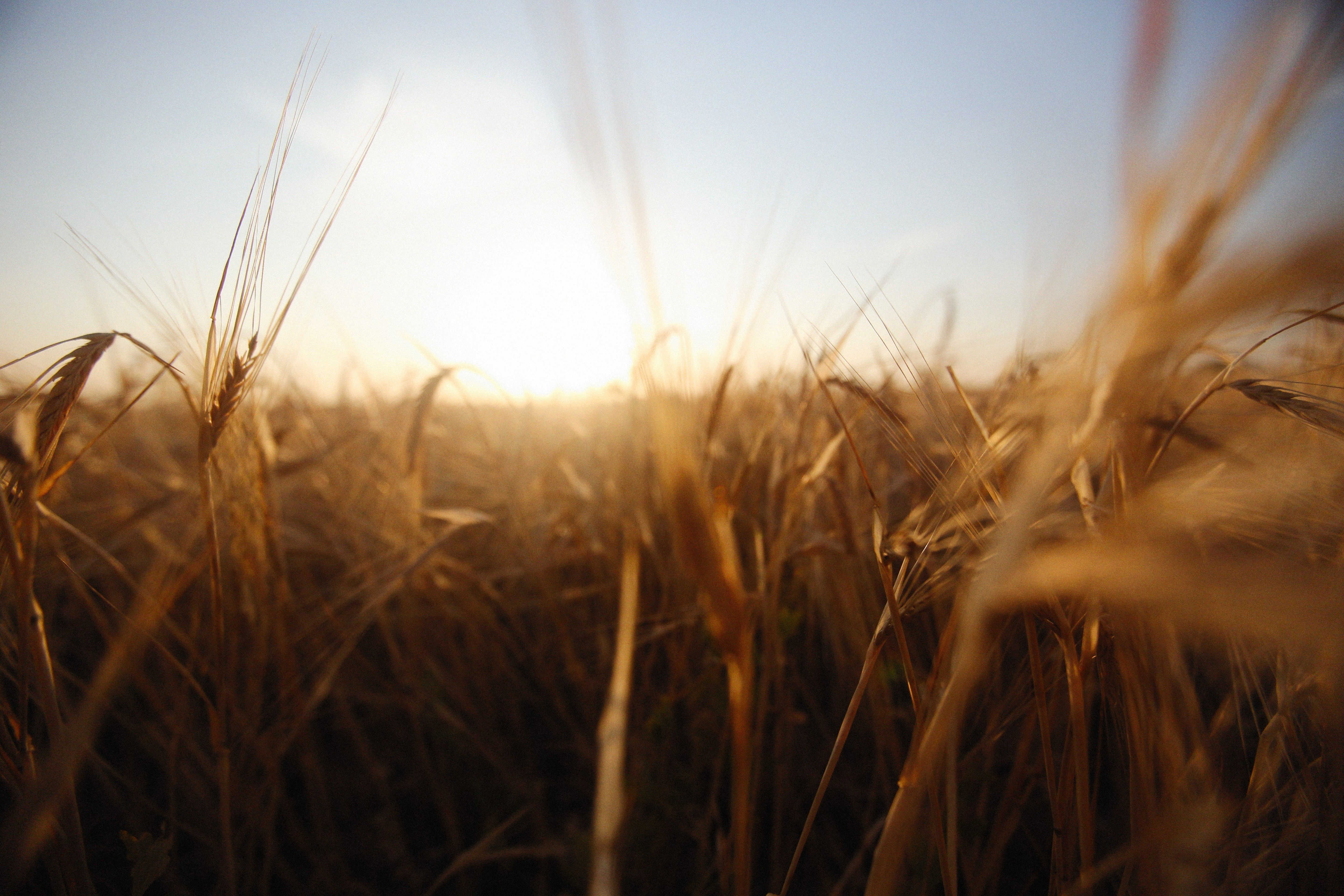 Brown Wheat Field · Free Stock Photo
