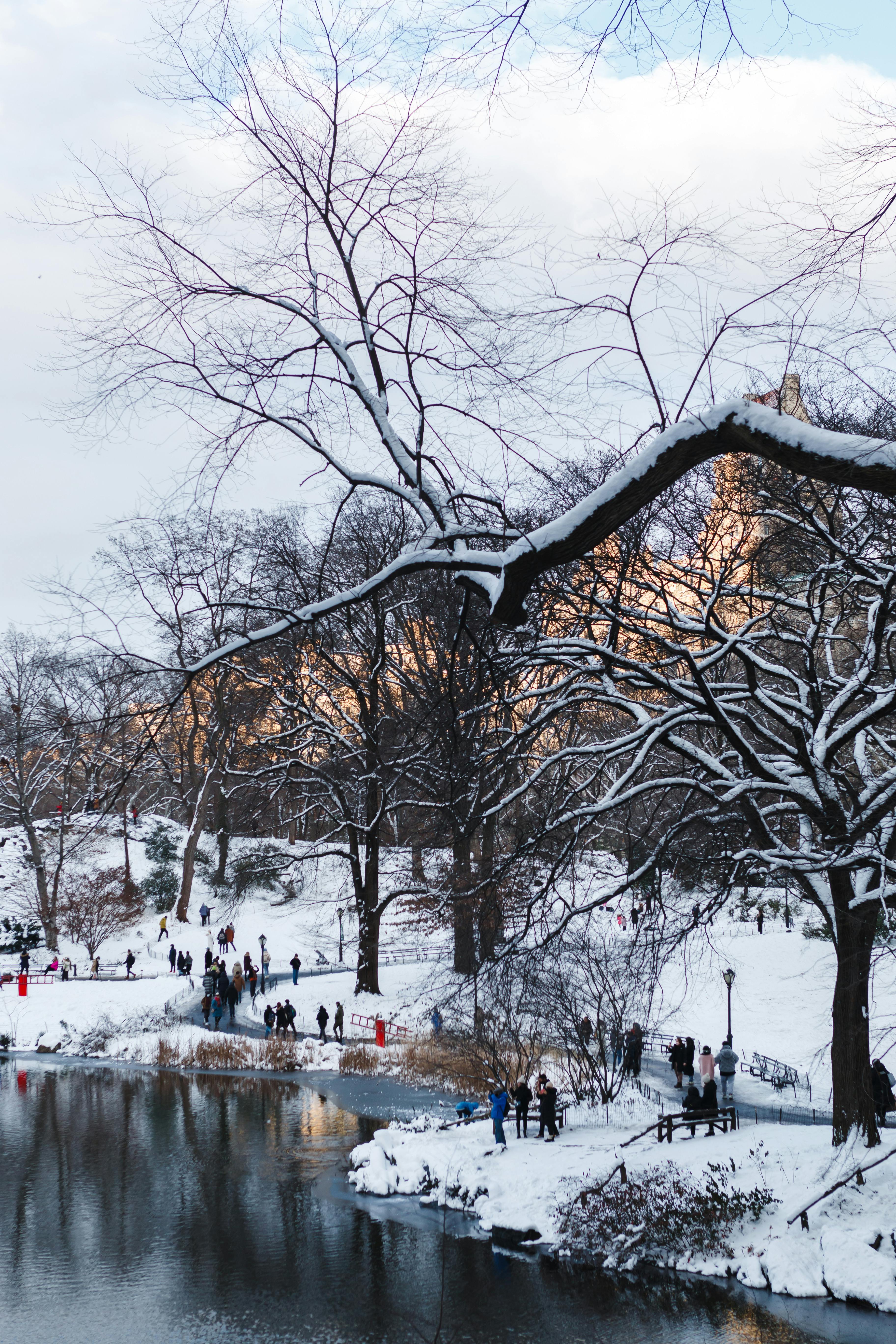 Photo of a Park in Winter · Free Stock Photo