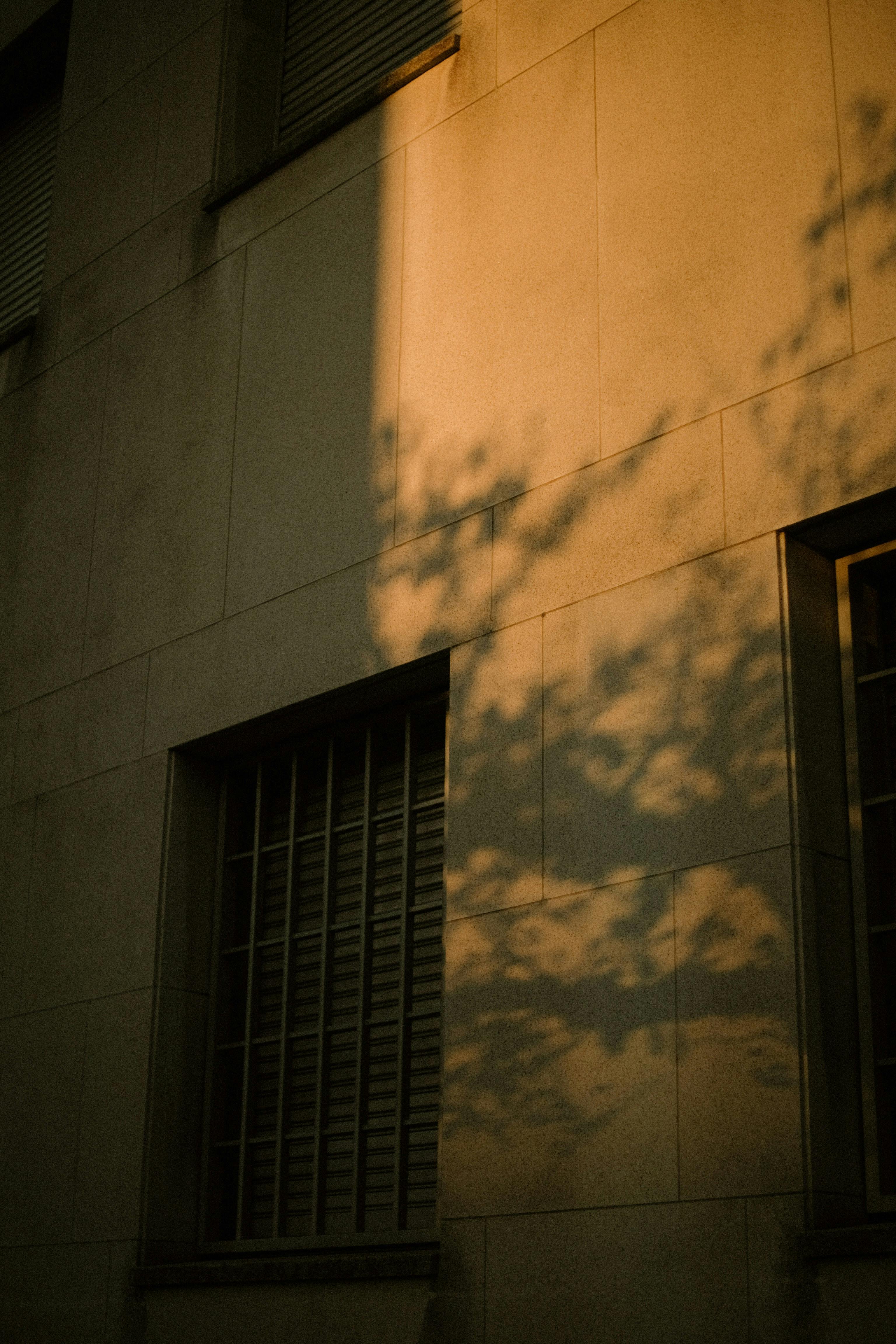 Tree Shadow on Building Facade · Free Stock Photo
