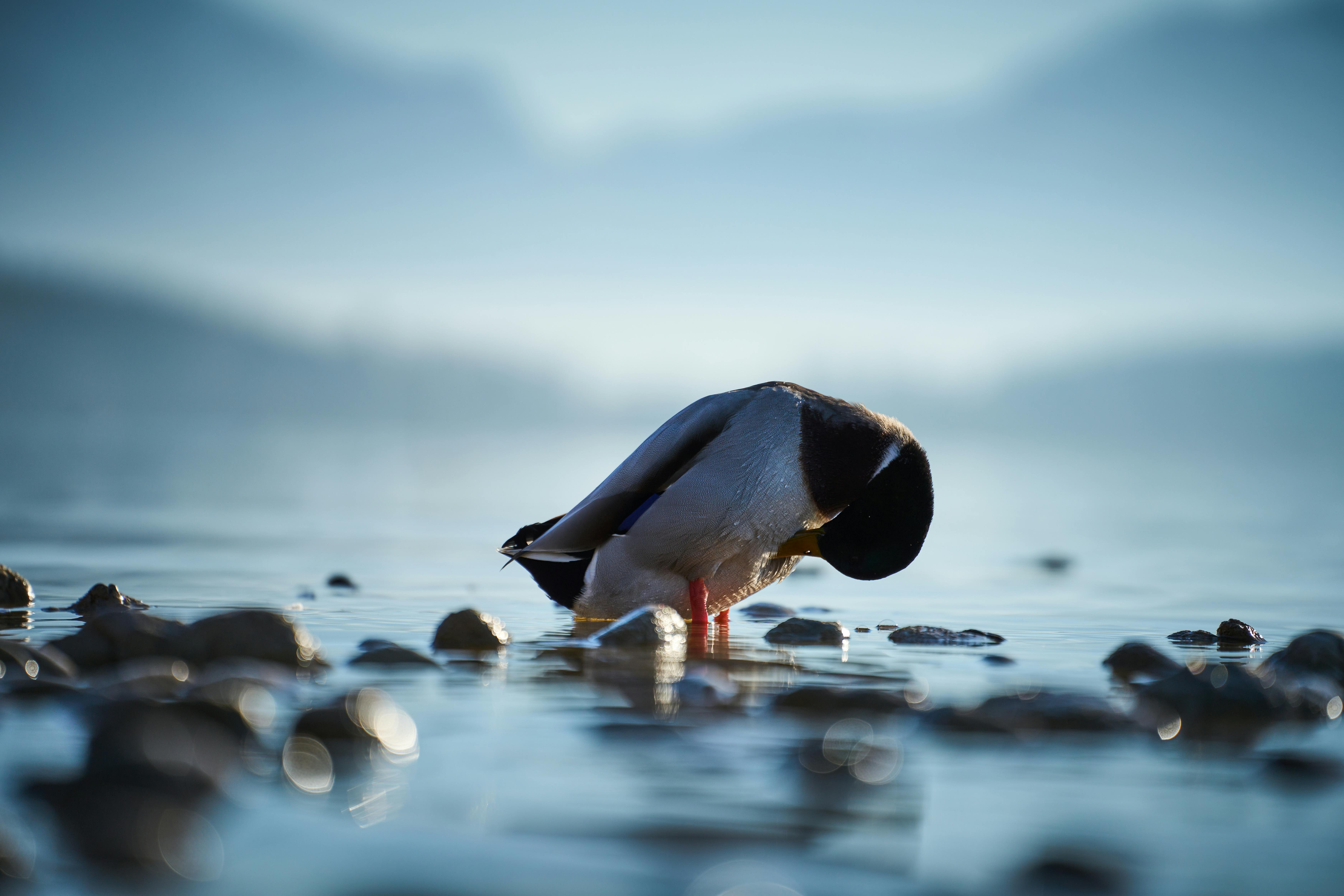 Close-up Photo of Eyases Falcons · Free Stock Photo