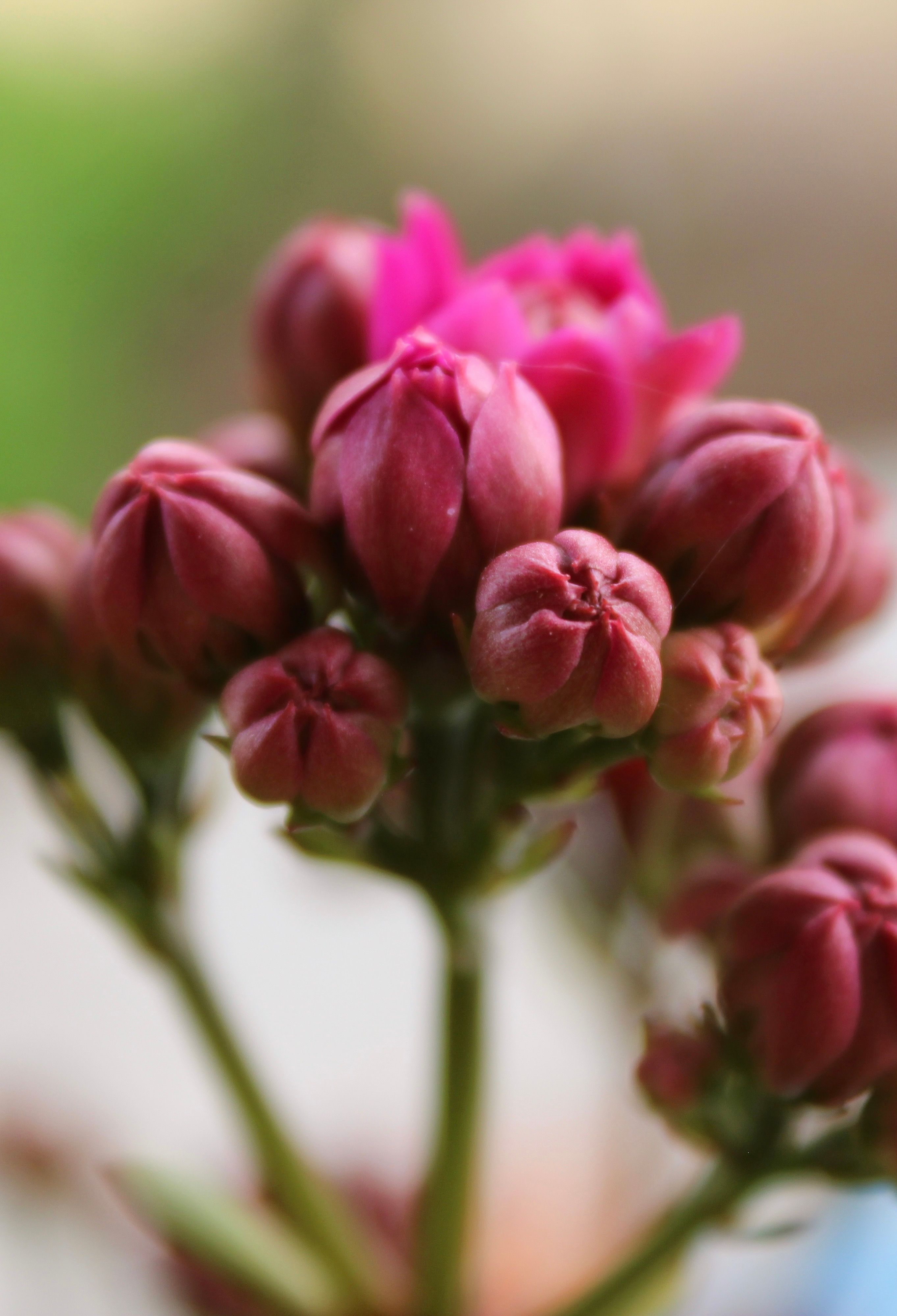 Close-Up Photograph of Pink Flower Buds · Free Stock Photo