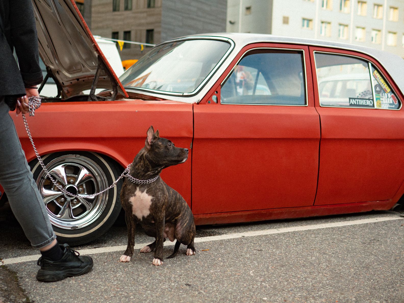 Staffy Mix Dog Breed Overview and Complete Care Guide