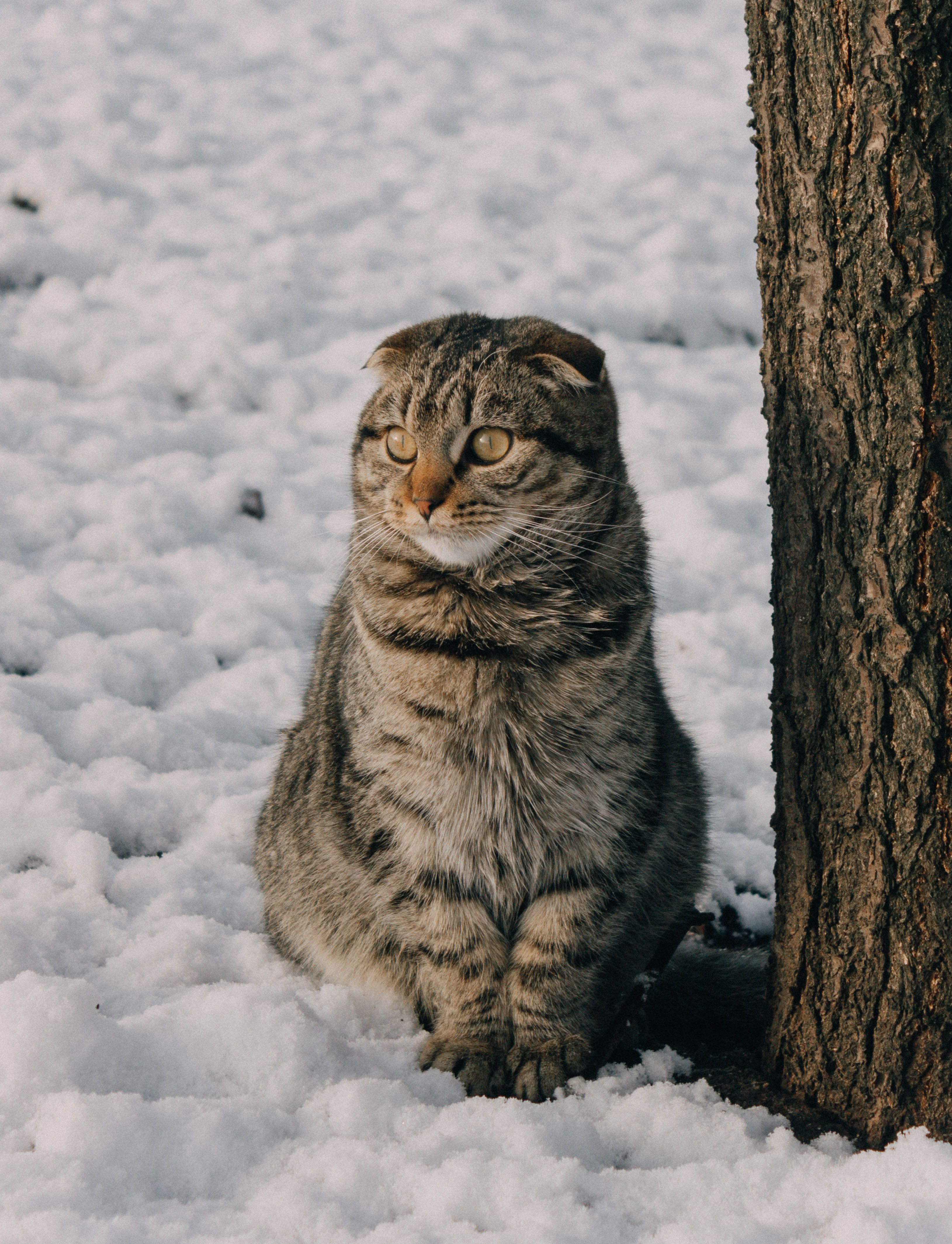 A Brown Tabby Cat on Snow Covered Ground · Free Stock Photo