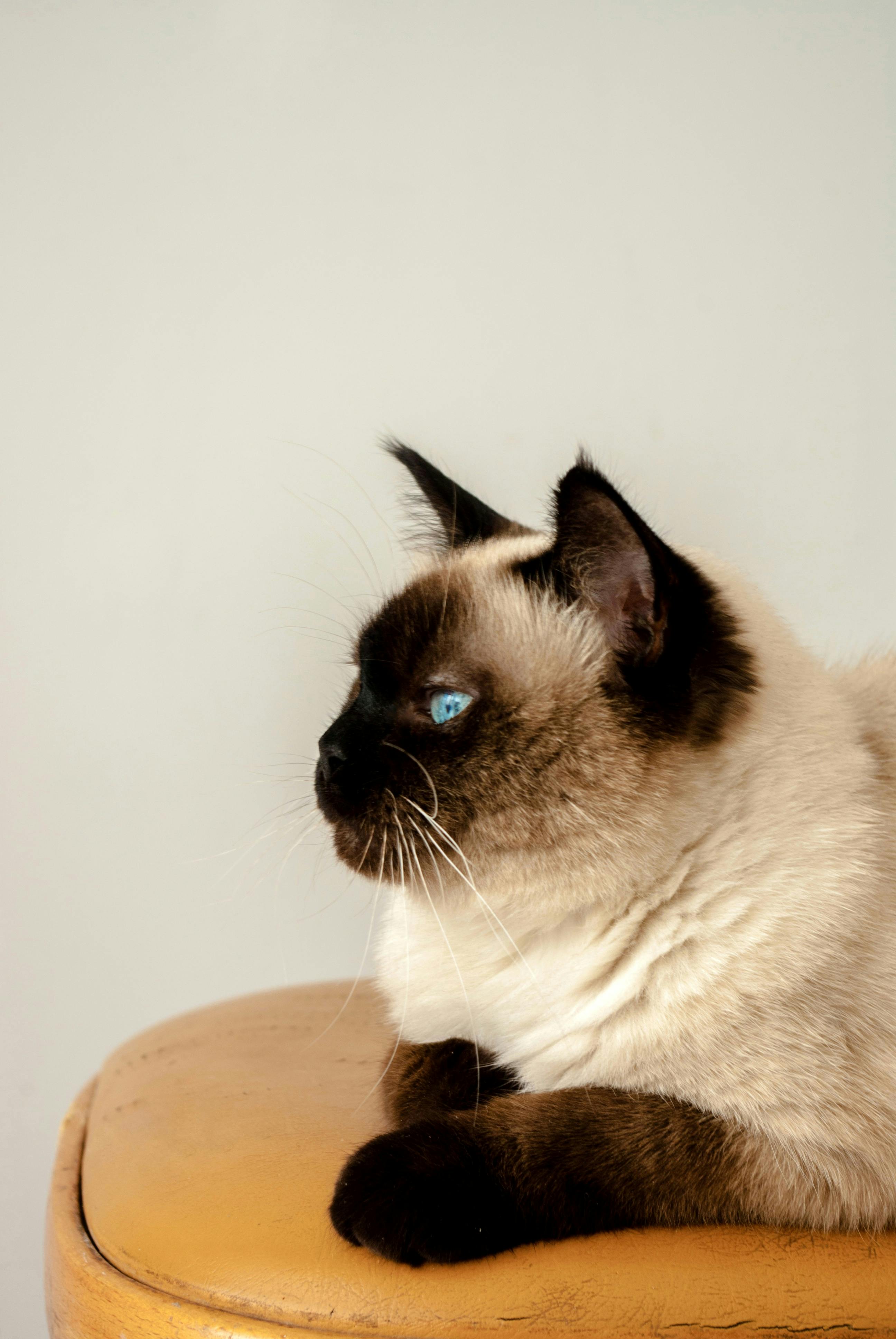 Siamese Kittens Photos, Download The BEST Free Siamese Kittens Stock ...
